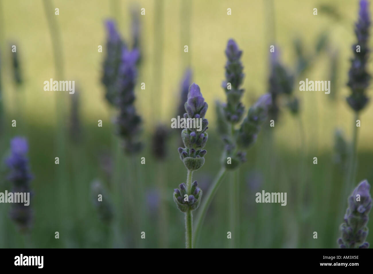 Lavender flower Lavandula Stock Photo - Alamy