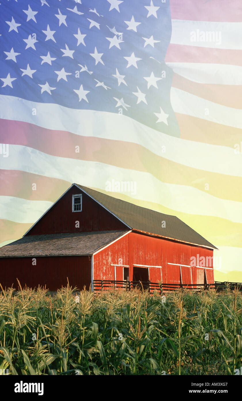 American Flag Field Corn High Resolution Stock Photography and Images ...
