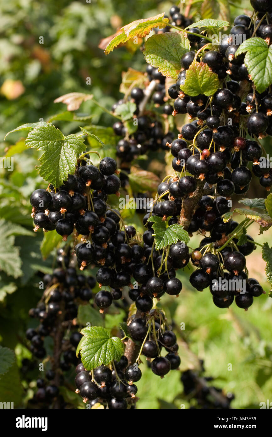 Tibbs farm hi-res stock photography and images - Alamy