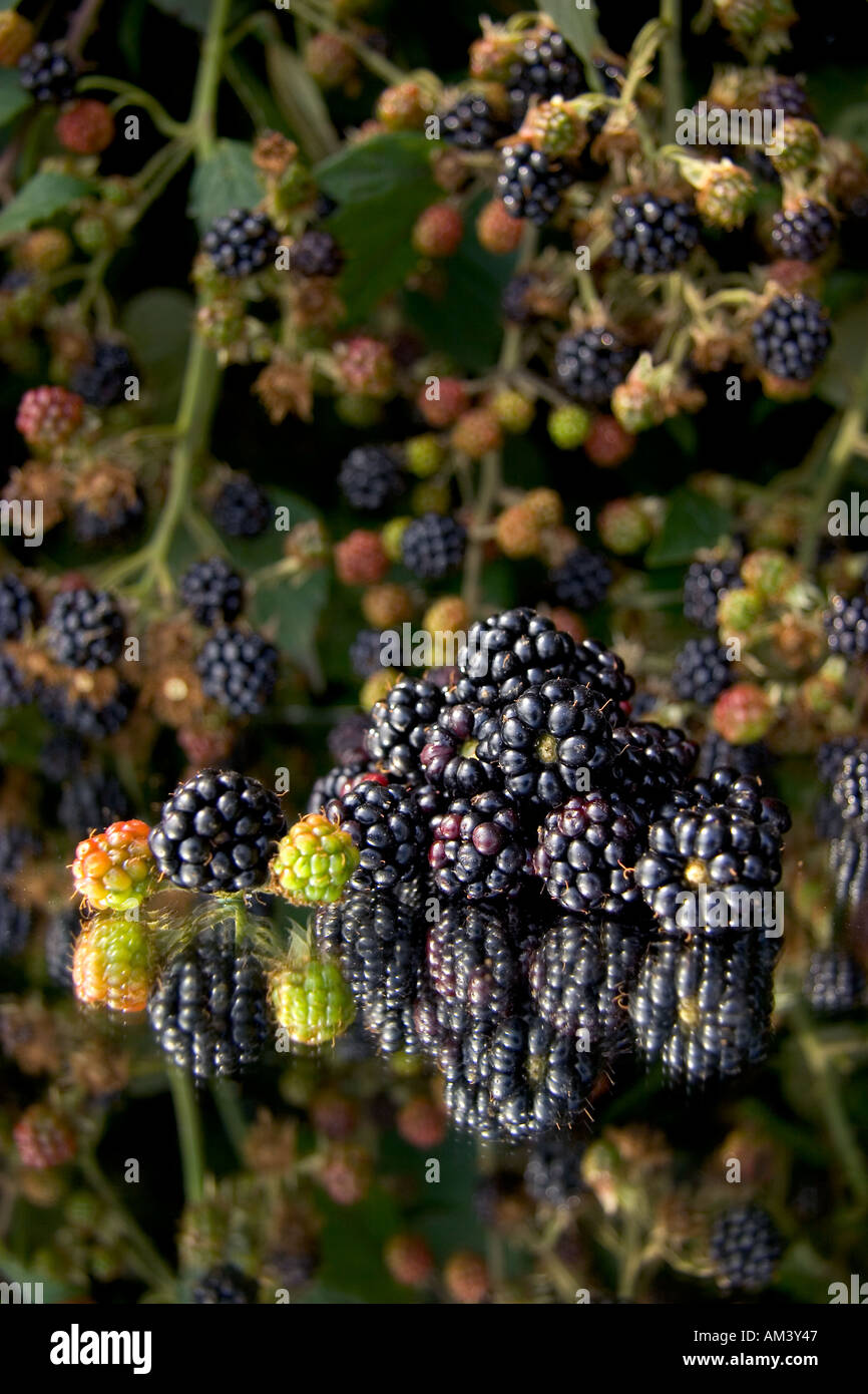 Blackberries on the vine reflected in a mirror UK Stock Photo - Alamy