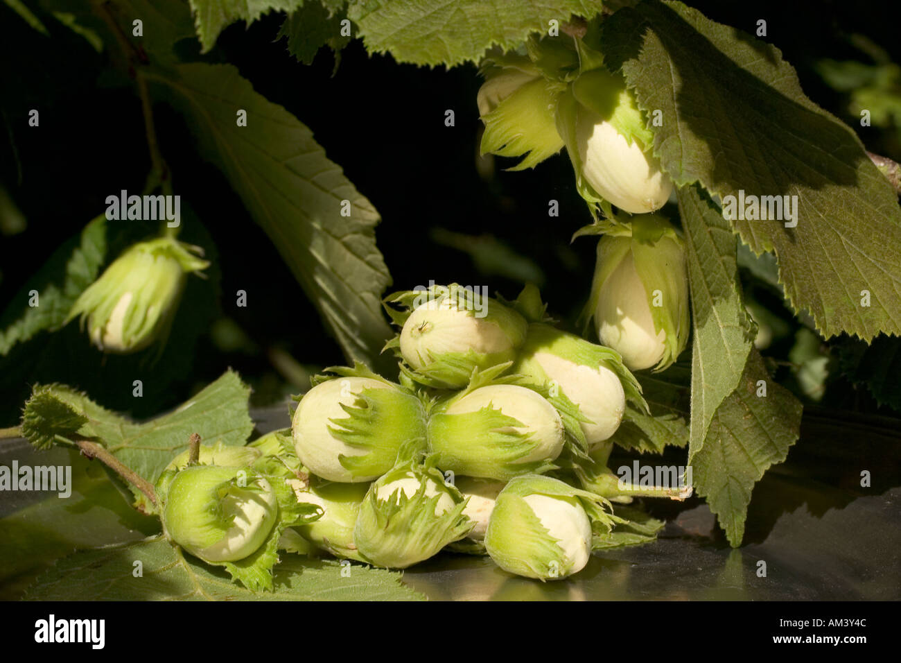 Hazelnuts and hazelnut tree Stock Photo - Alamy