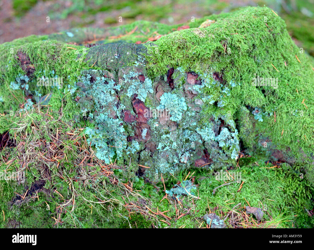 Tree stump with moss detail Stock Photo - Alamy