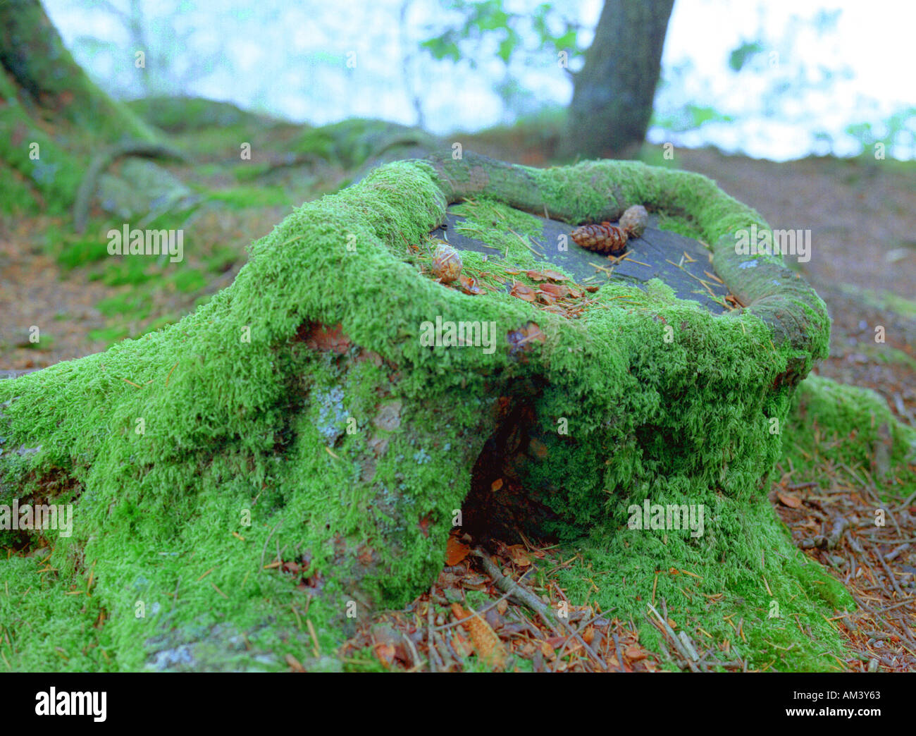 Tree stump with moss detail Stock Photo - Alamy