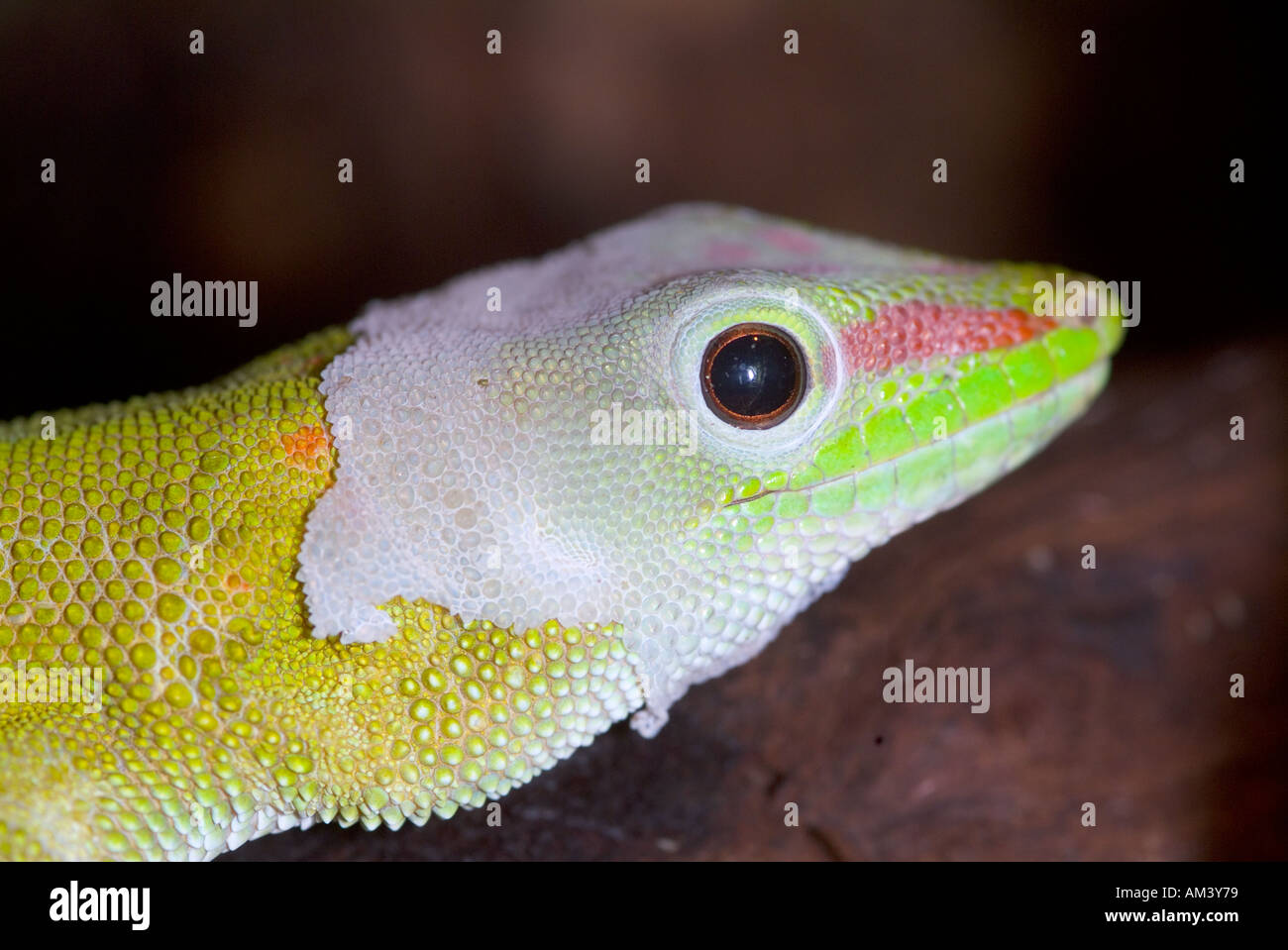 Madagascan Day Gecko Phelsuma madagascariensis grandis shedding Stock ...