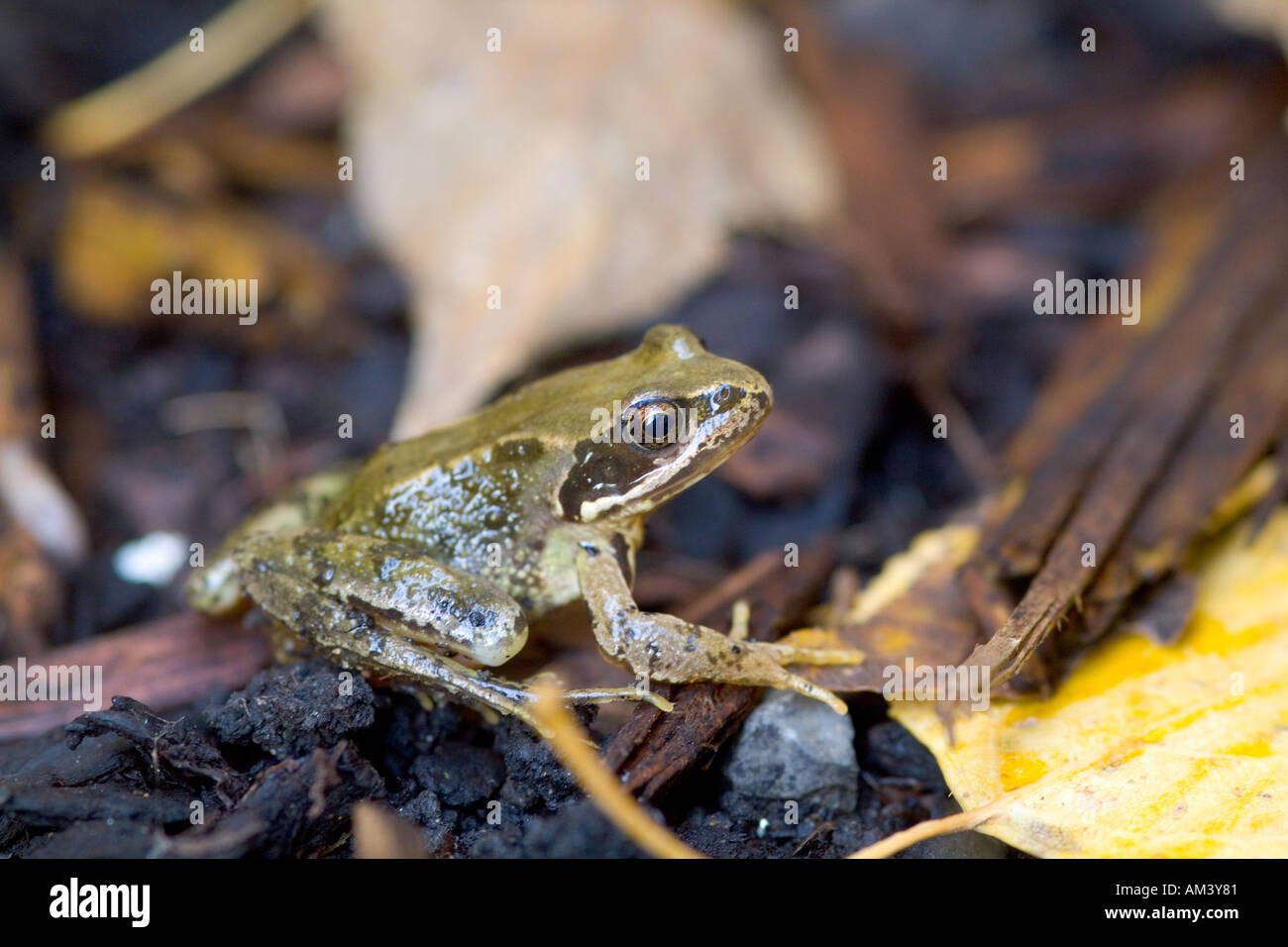Common frog ranidae rana hi-res stock photography and images - Alamy