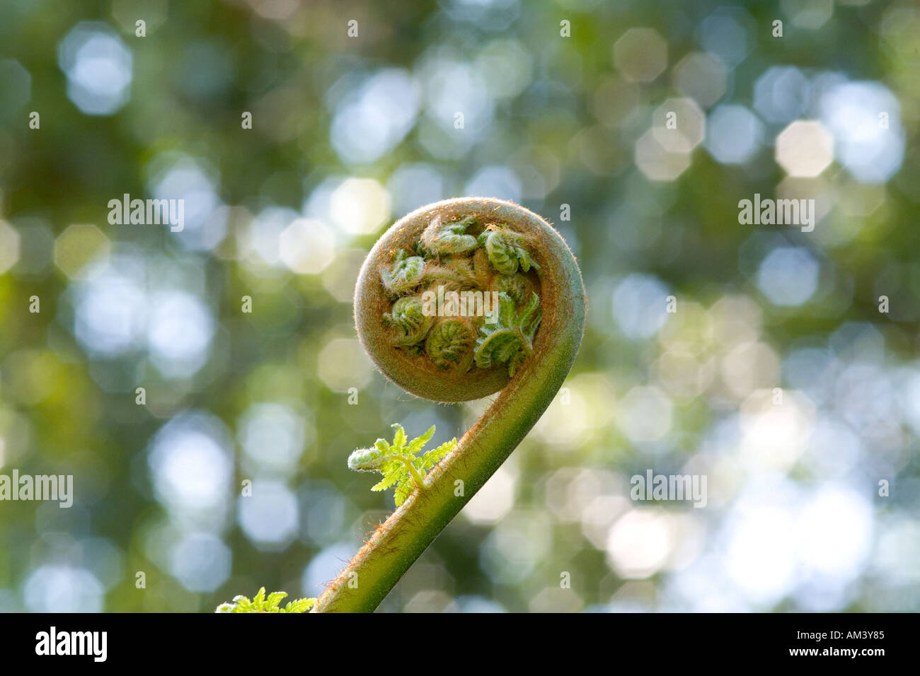 Tasmanian tree fern hi-res stock photography and images - Alamy