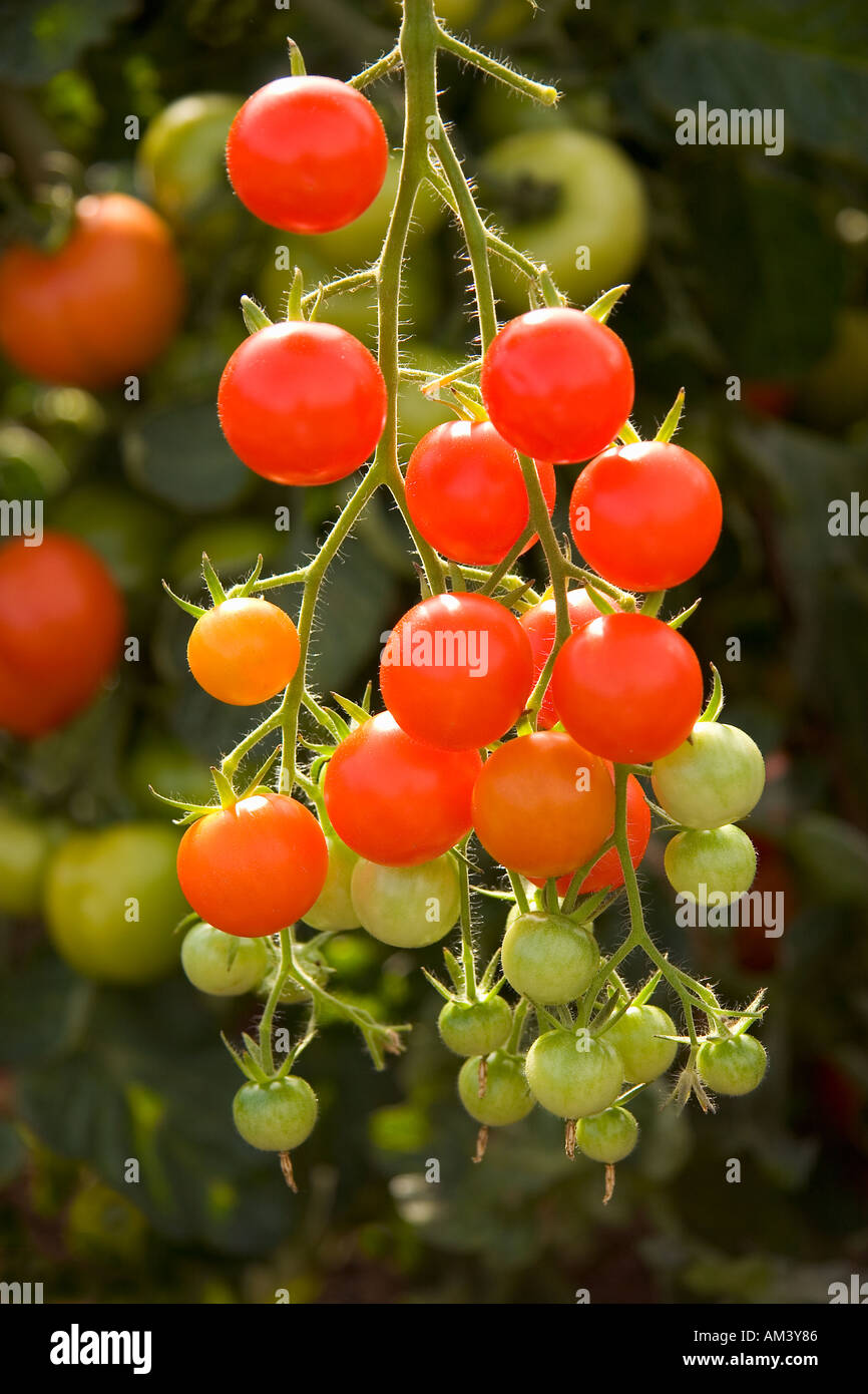Anitioxident hi-res stock photography and images - Alamy