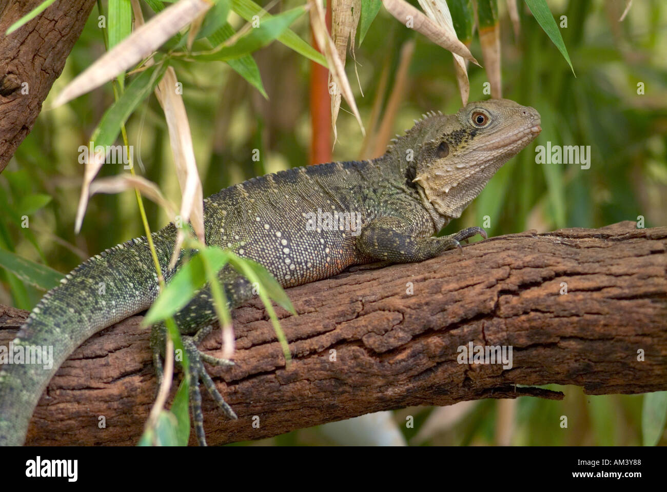 Eastern Water Dragon aka Australian Water Dragon Physignathus lesueurii ...