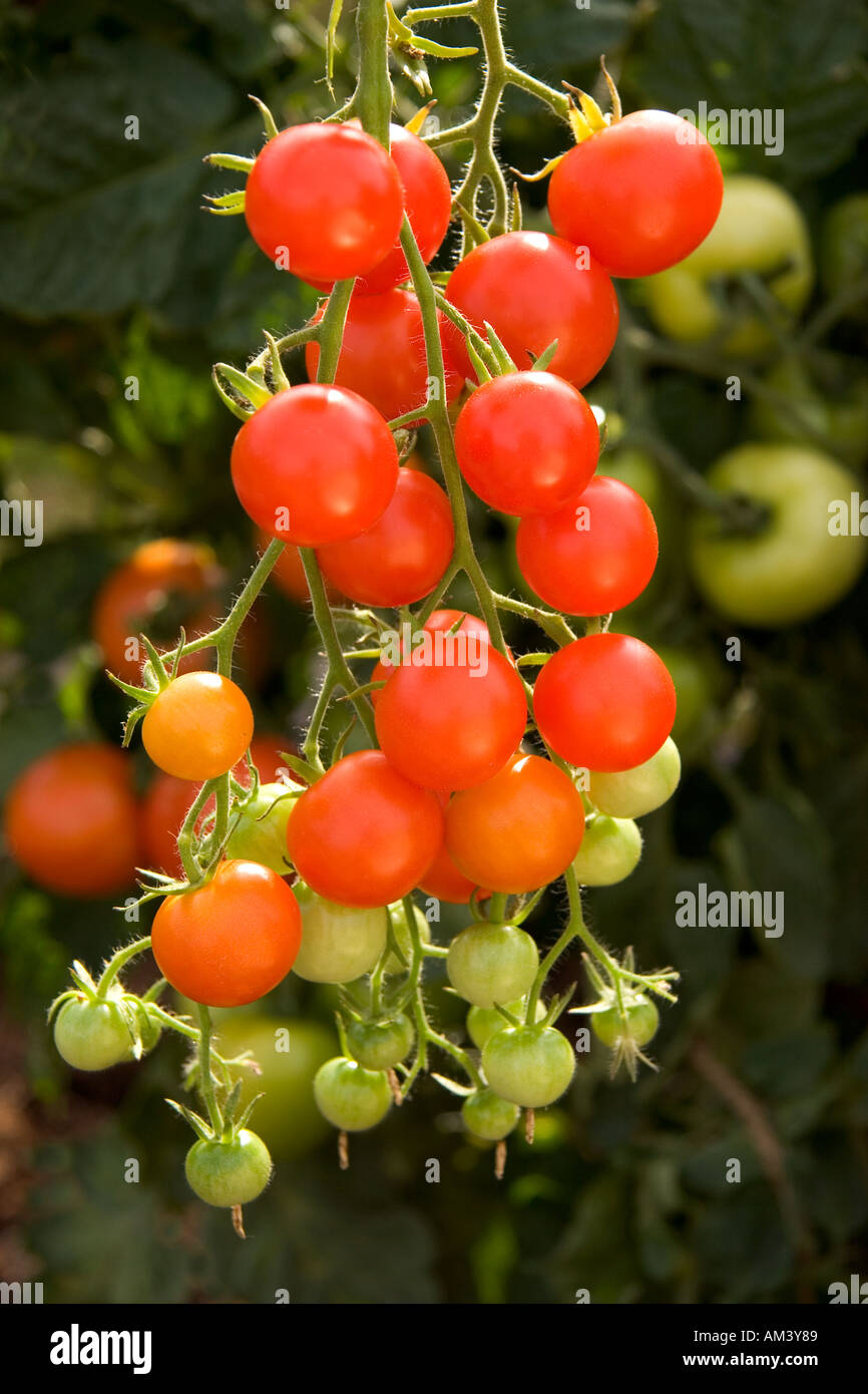Delicious Gardeners delight tomatoes growing on the vine in england ...