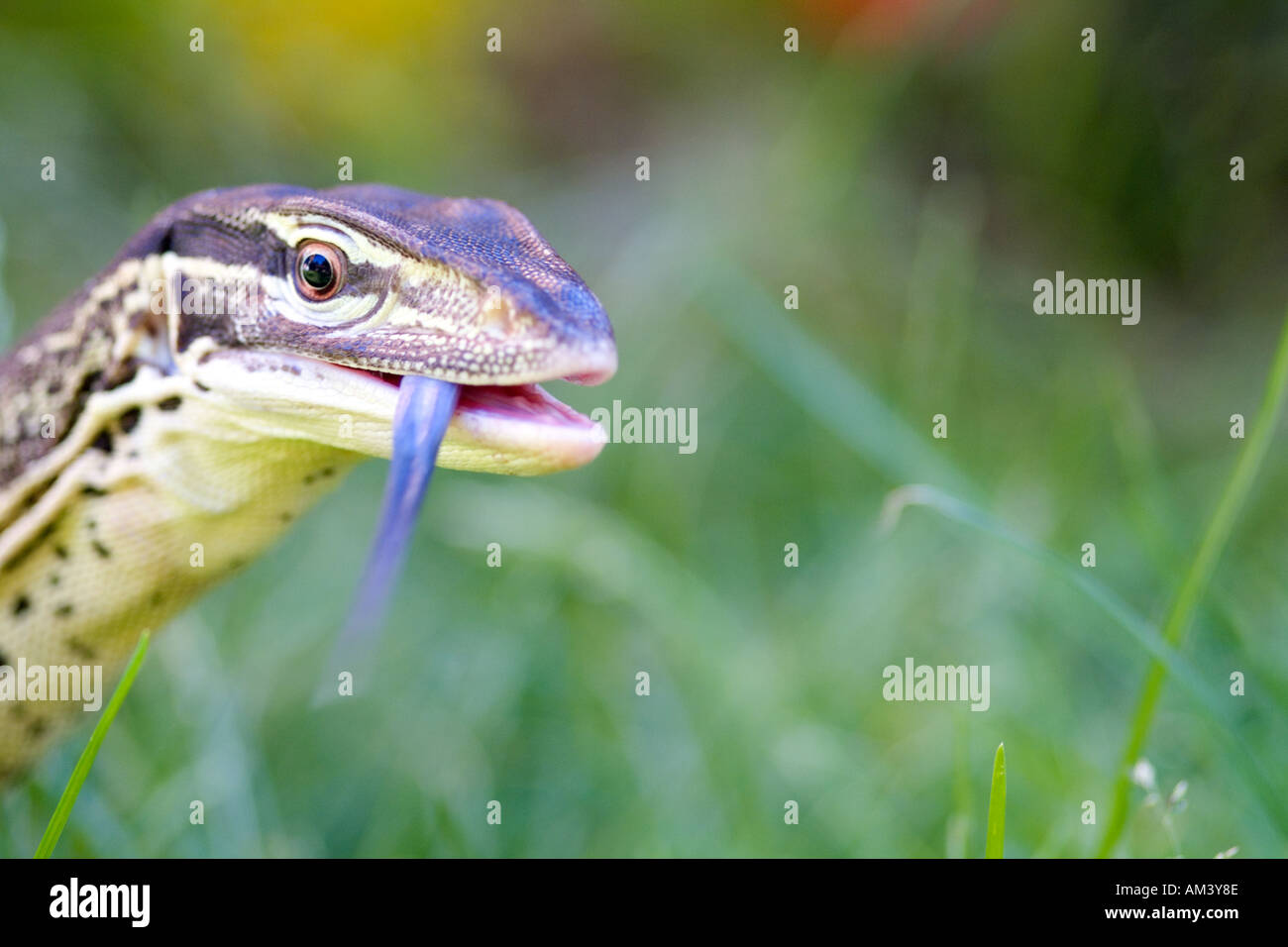 Argus Monitor Lizard High Resolution Stock Photography and Images - Alamy
