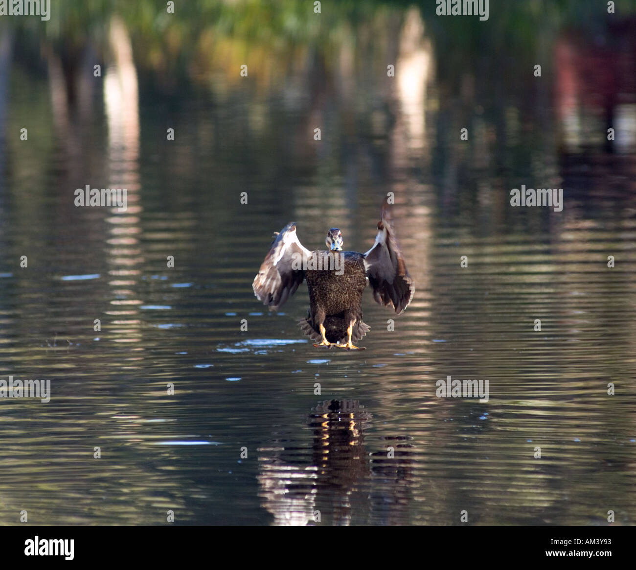 Flying duck landing Stock Photo - Alamy