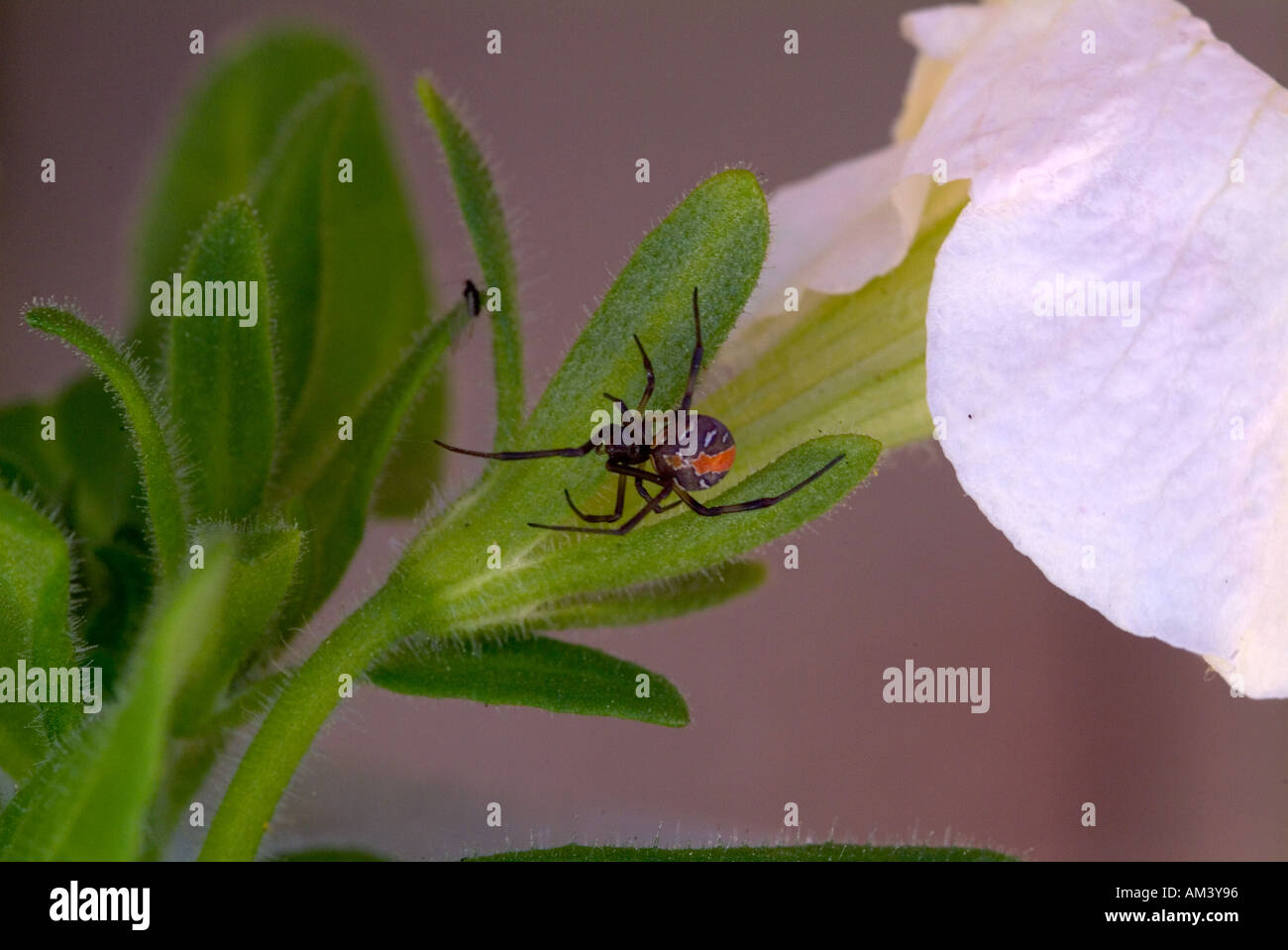 Latrodectus hasselti hi-res stock photography and images - Alamy