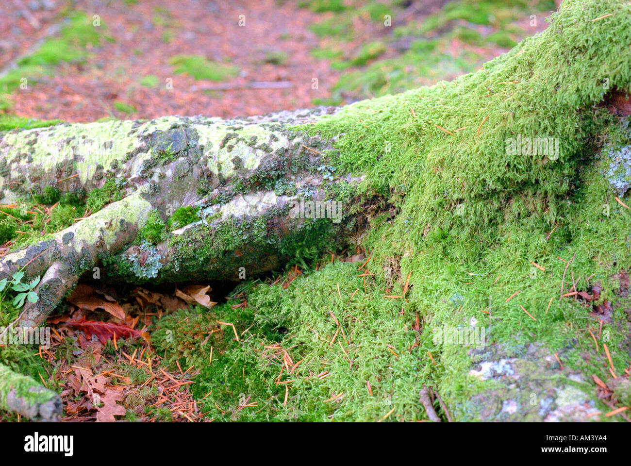 Tree root with moss detail Stock Photo - Alamy