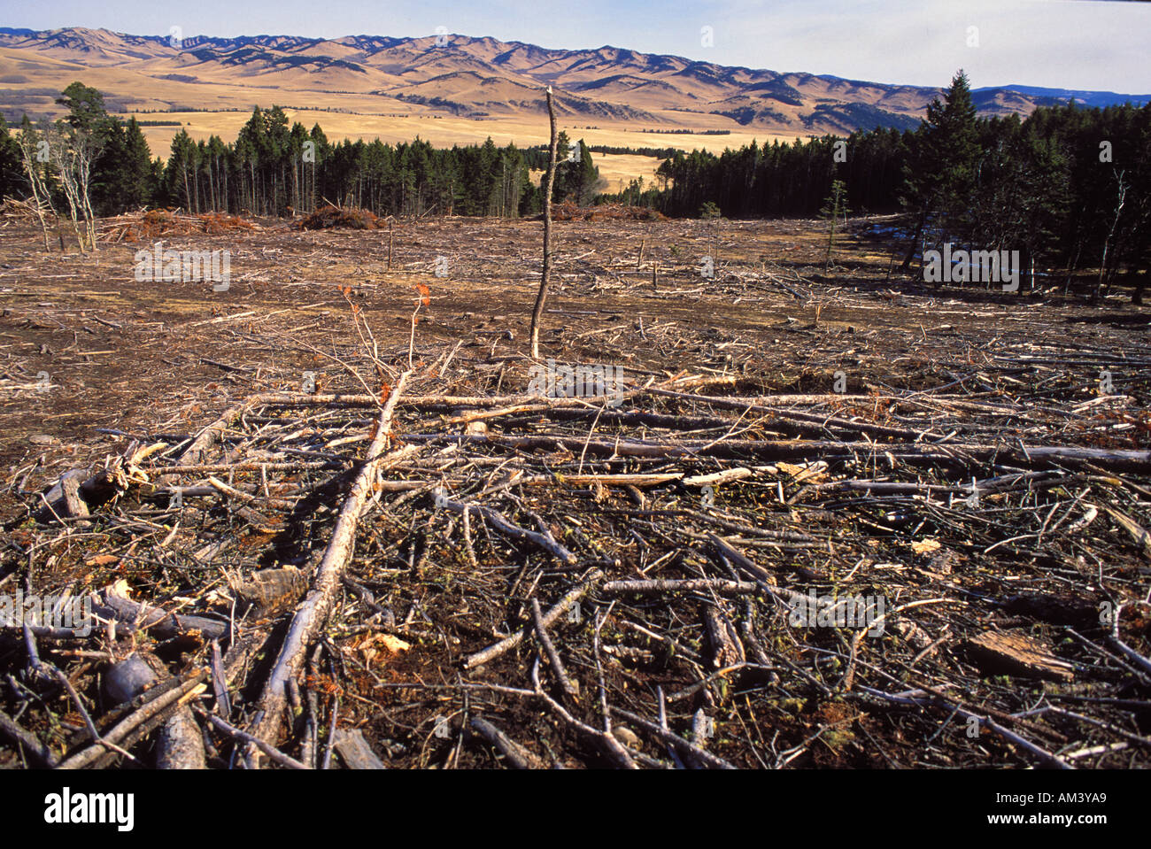 Environmentally dangerous logging of ancient forest Alberta Canada ...