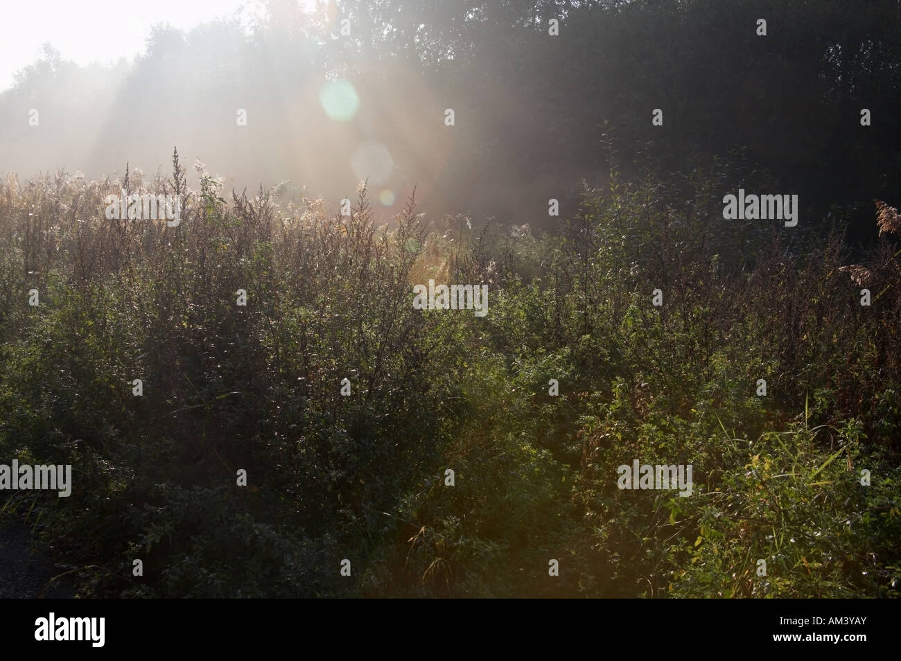 Early morning backlit scene along Mother Drain showing lens flare ...