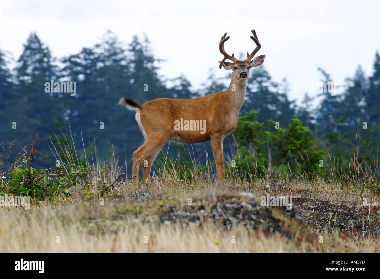Buck deer standing tall Stock Photo - Alamy