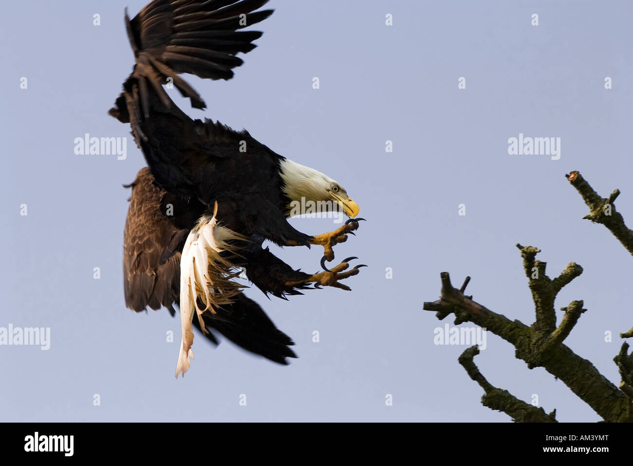 Eagle preparing to land hi-res stock photography and images - Alamy