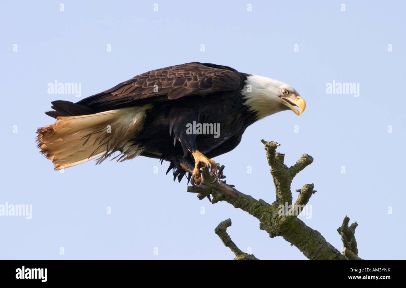 American bald eagle on tree branch Stock Photo - Alamy