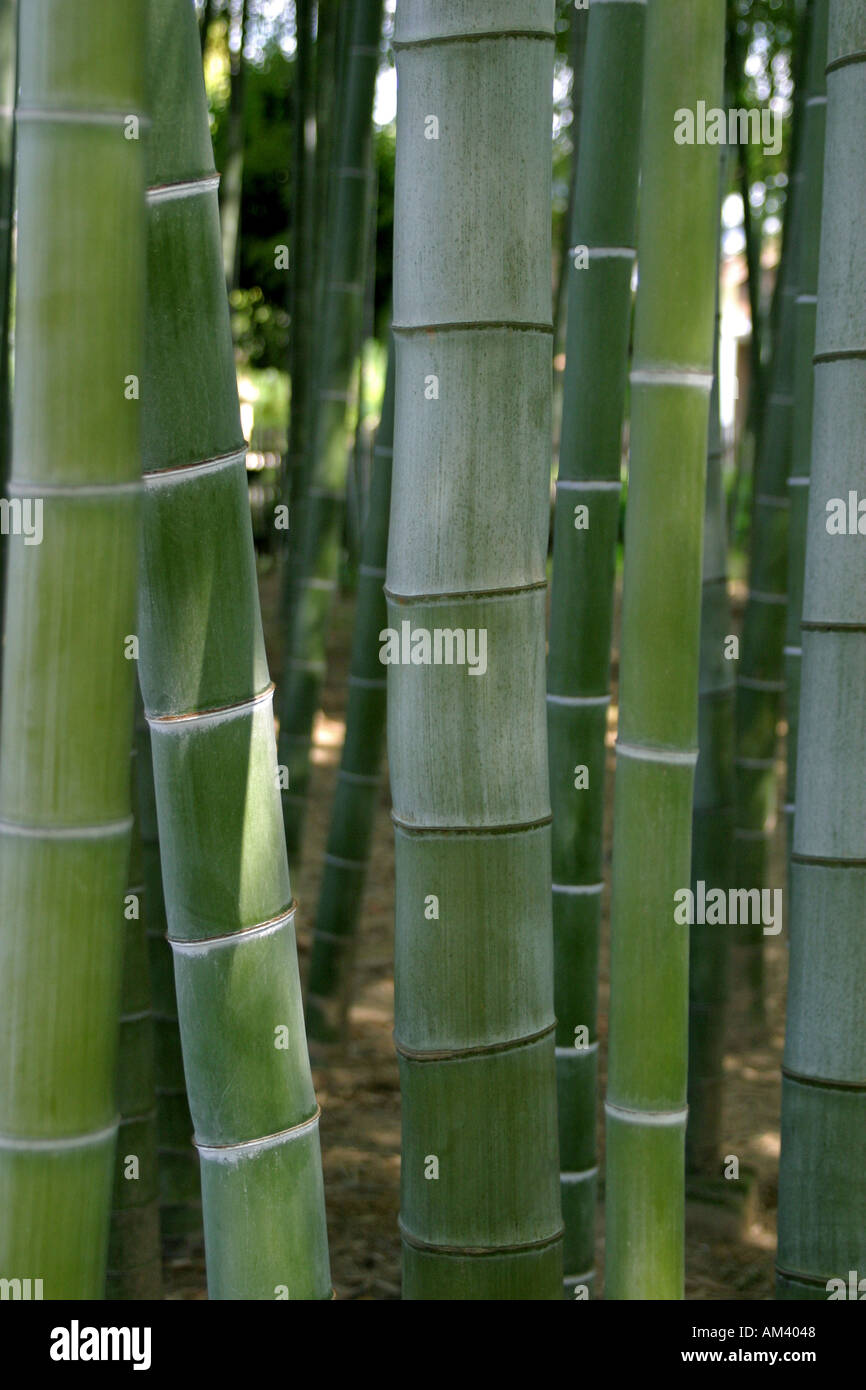 Close up of lush green Japanese bamboo growing in a traditional ...