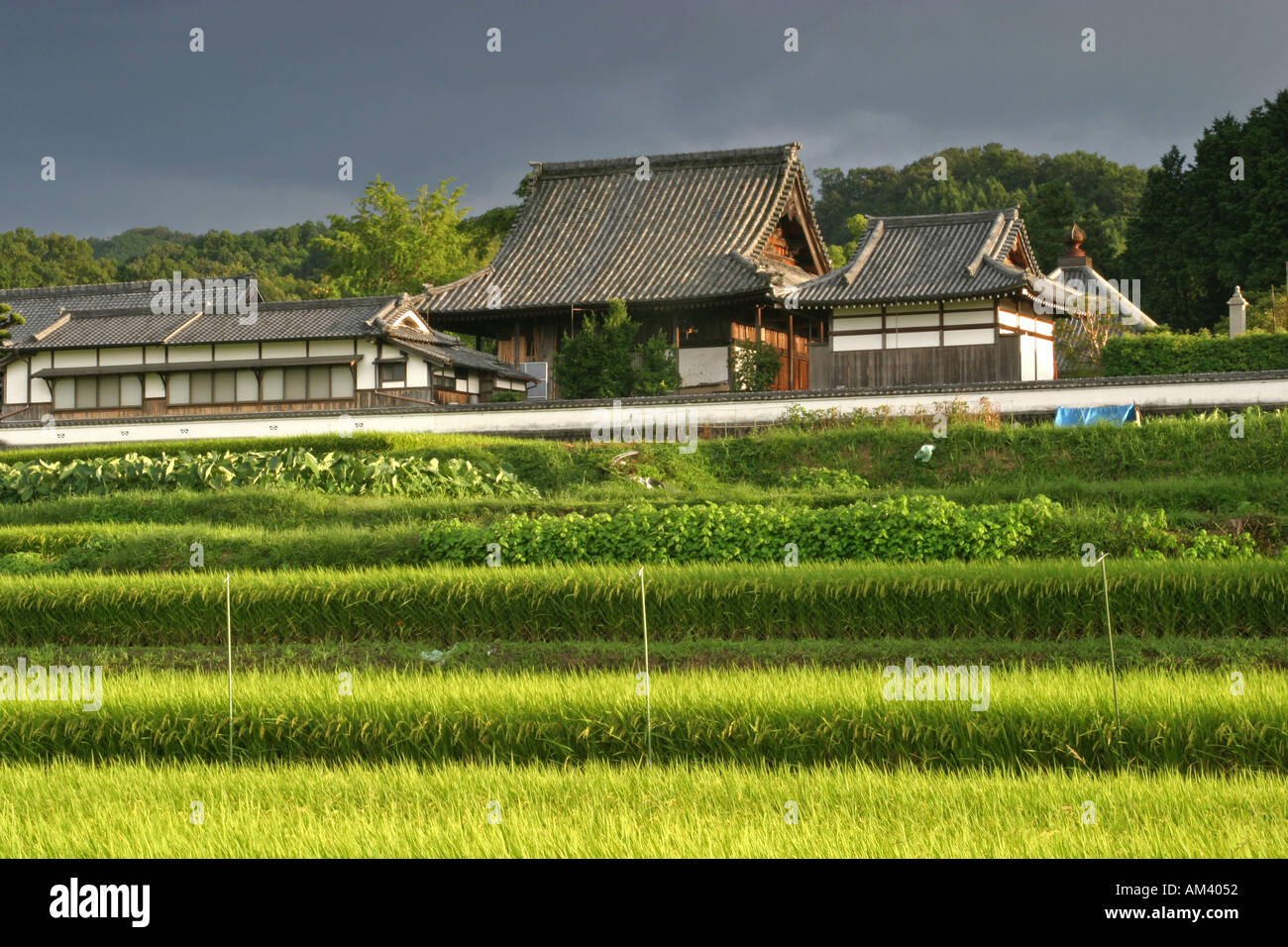 Terraced rice fields in asuka hi-res stock photography and images - Alamy