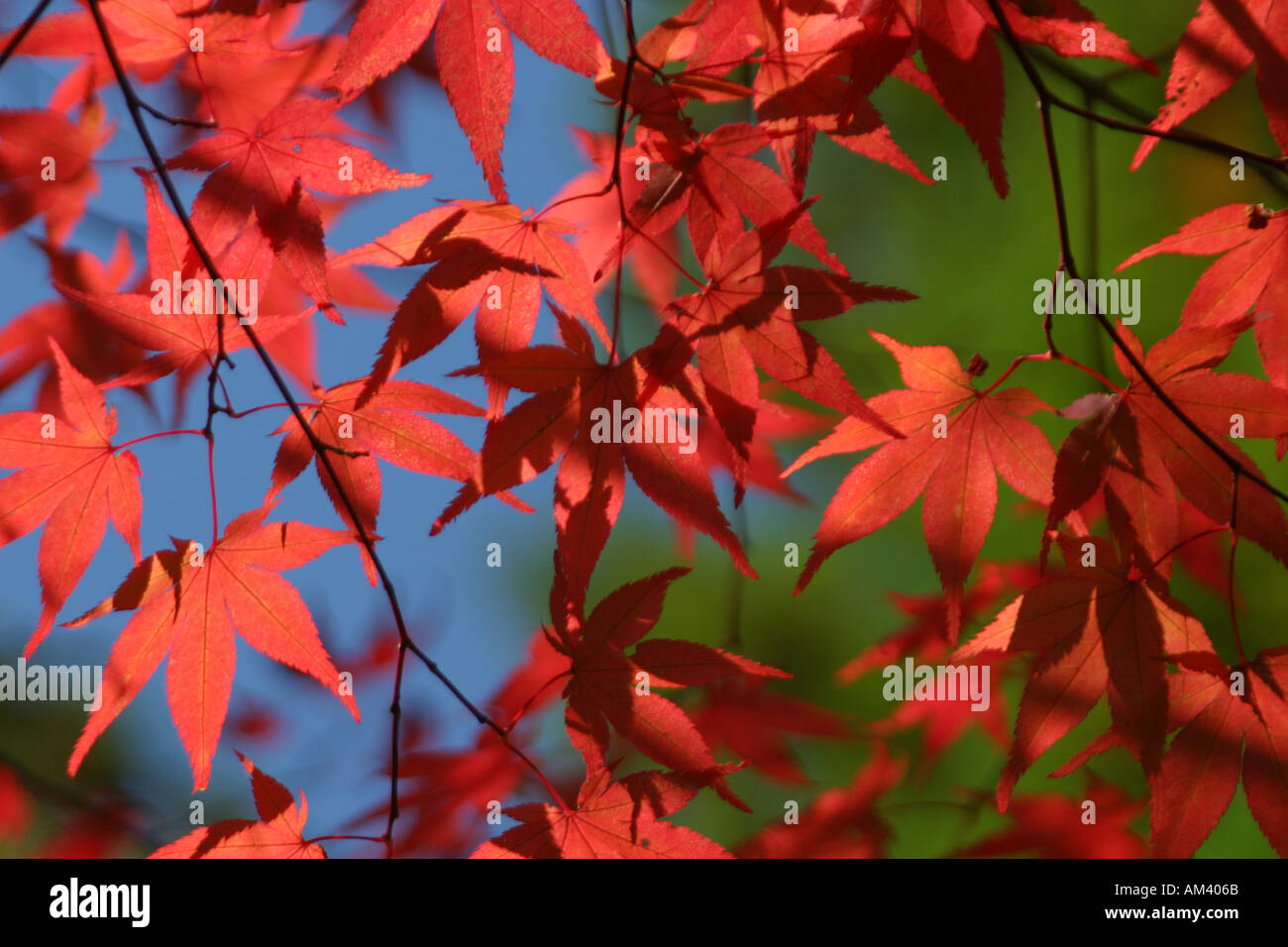 Japanese maple leaves in autumn fall displaying beautiful colours ...