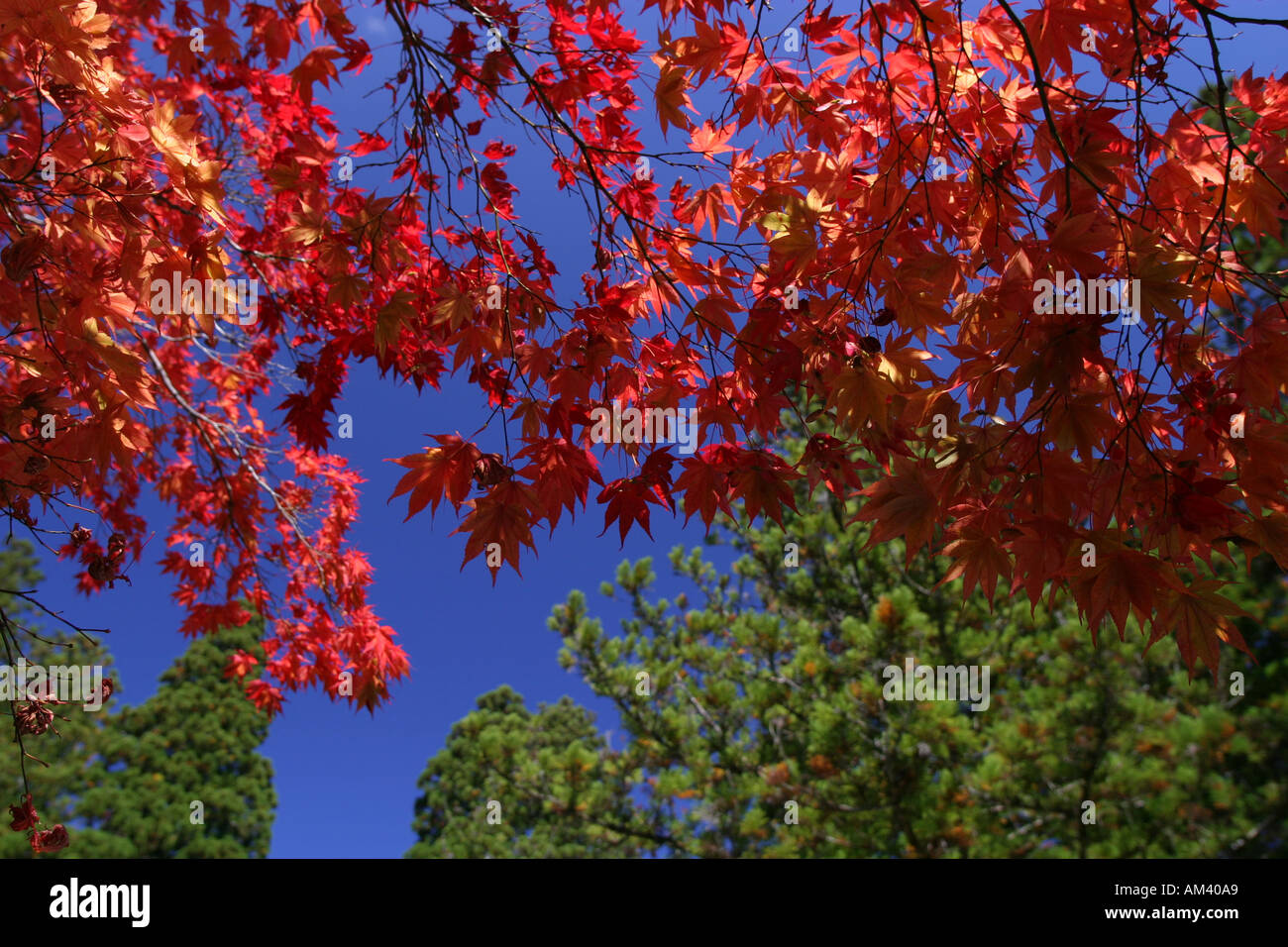 Japanese maple leaves in autumn fall displaying beautiful colours ...