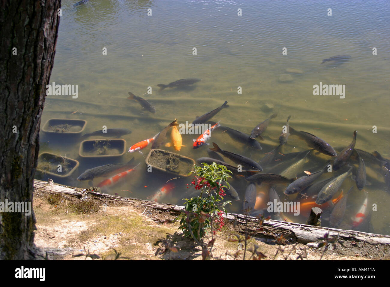 Japanese Koi carp swimming in the lake at the Golden temple in Koyoto ...