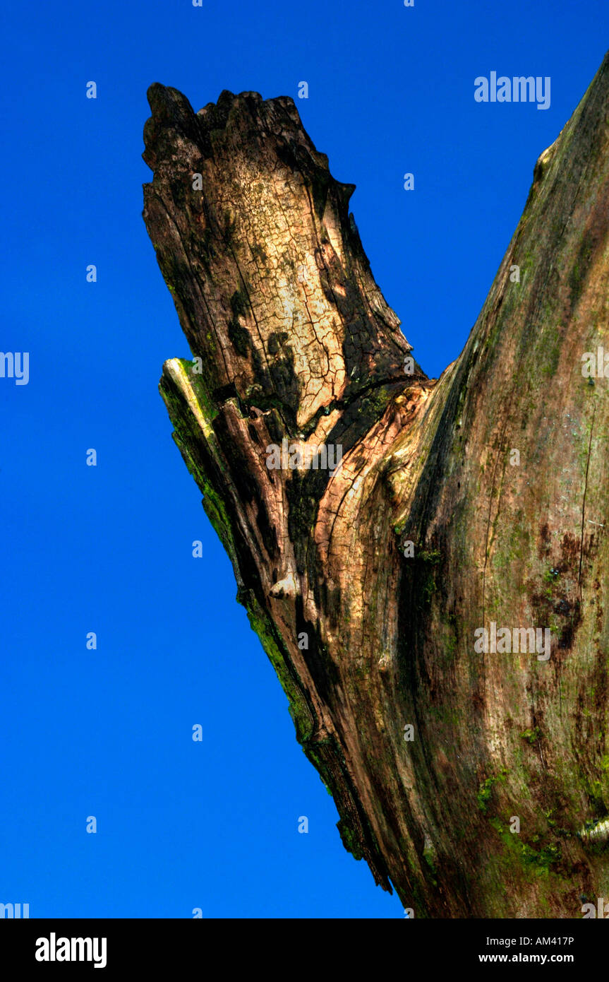 Broken Tree Branch Set Against A Clear Blue Sky Stock Photo - Alamy