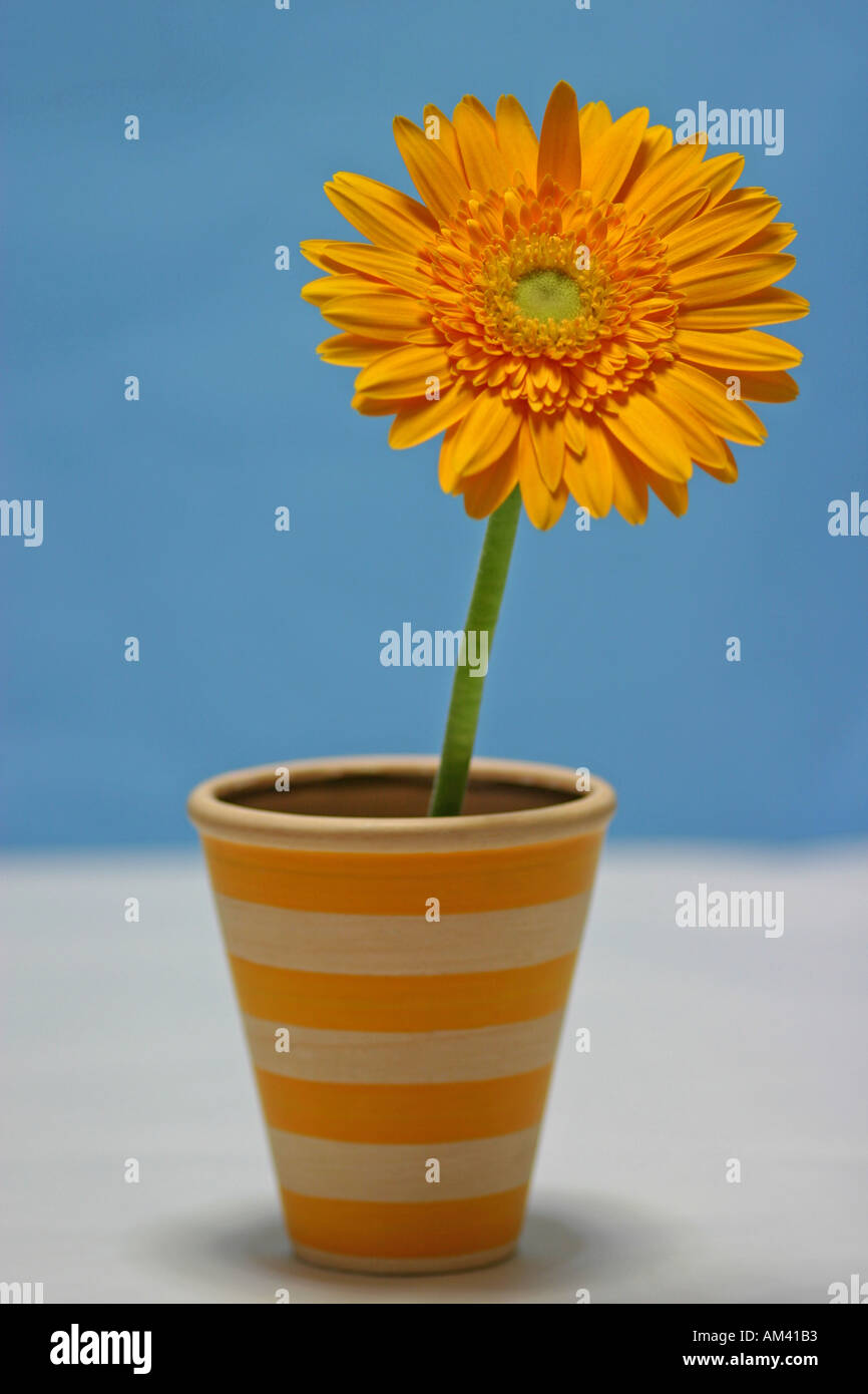 Orange gerbera daisy flower in an orange and yellow striped flower pot ...