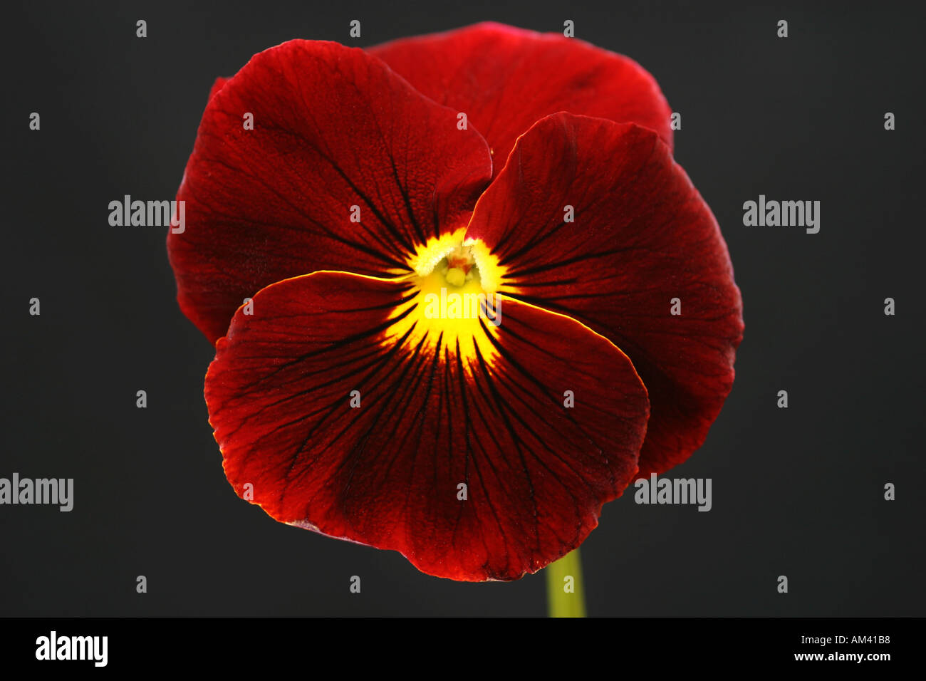 Deep red pansy flower against a black background Stock Photo - Alamy