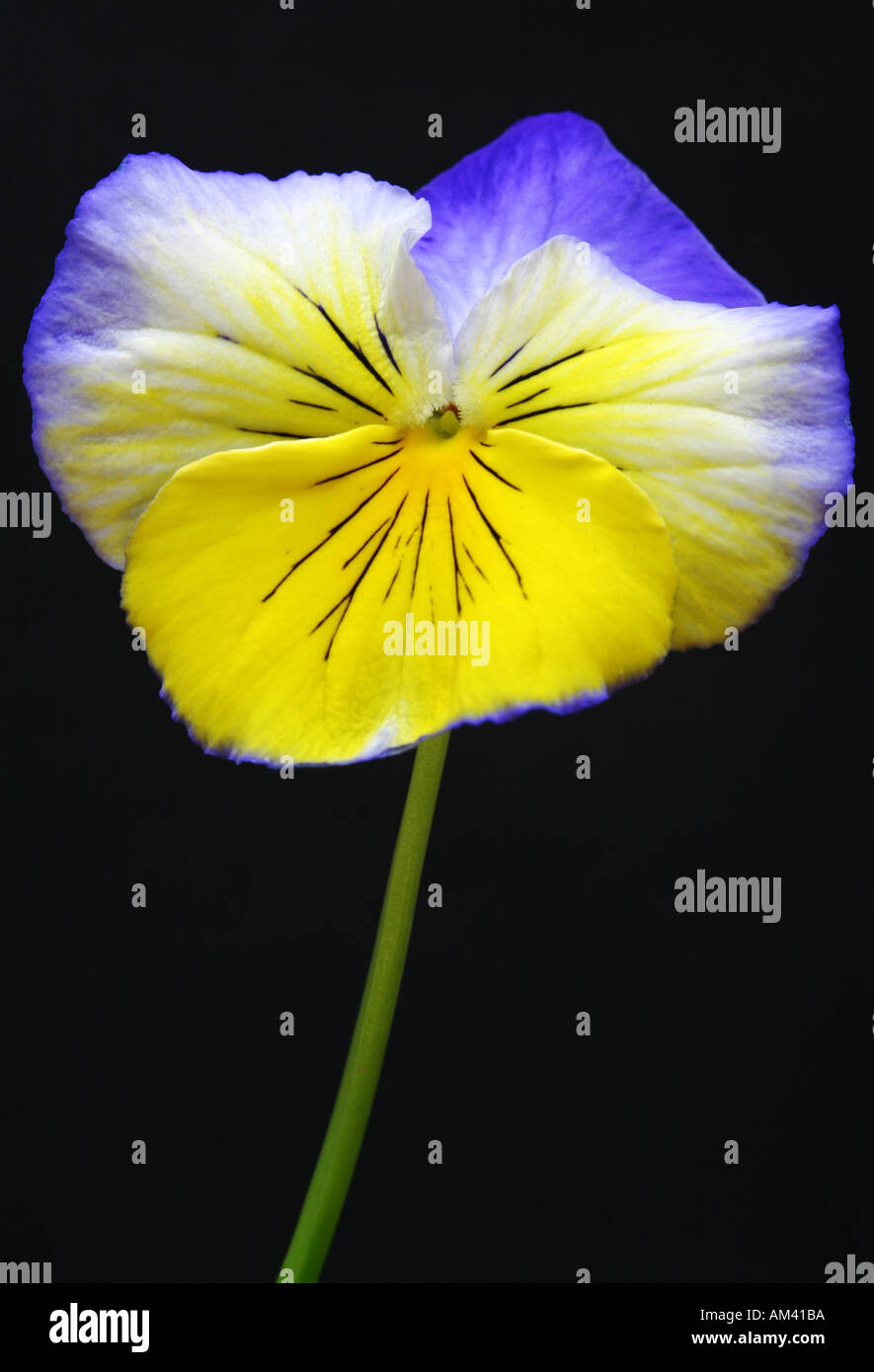 Yellow and blue pansy flower against a black background Stock Photo - Alamy