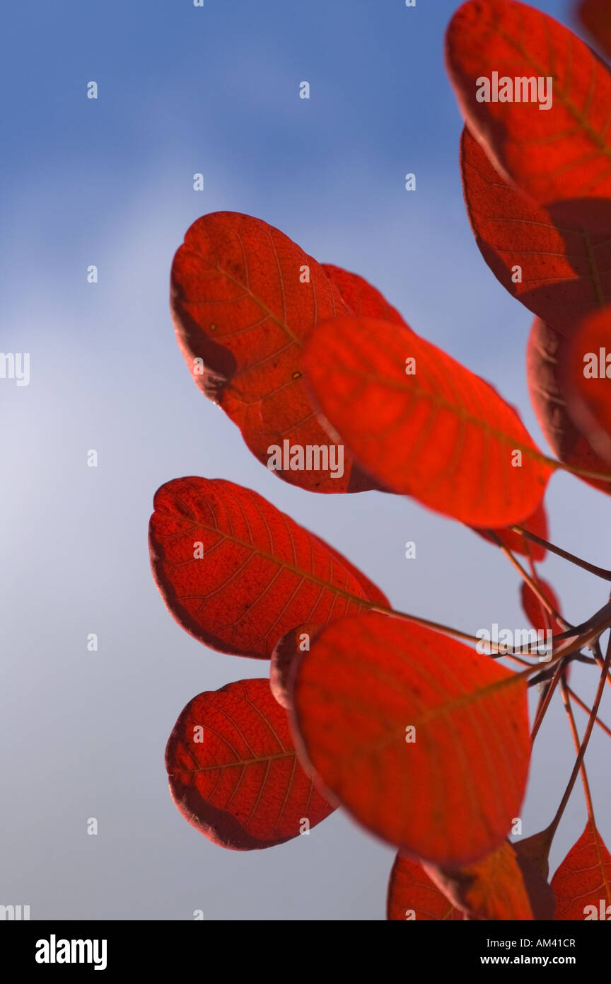 Autumn foliage of Cotinus coggygria Smoke Tree Stock Photo - Alamy
