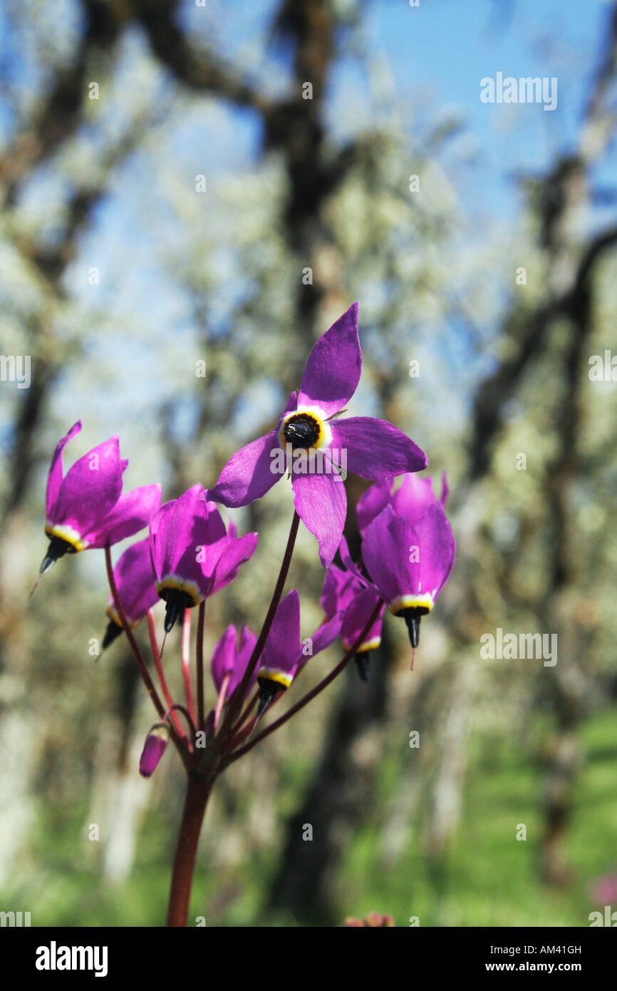 Shooting Star plant with oak trees in the background Stock Photo - Alamy