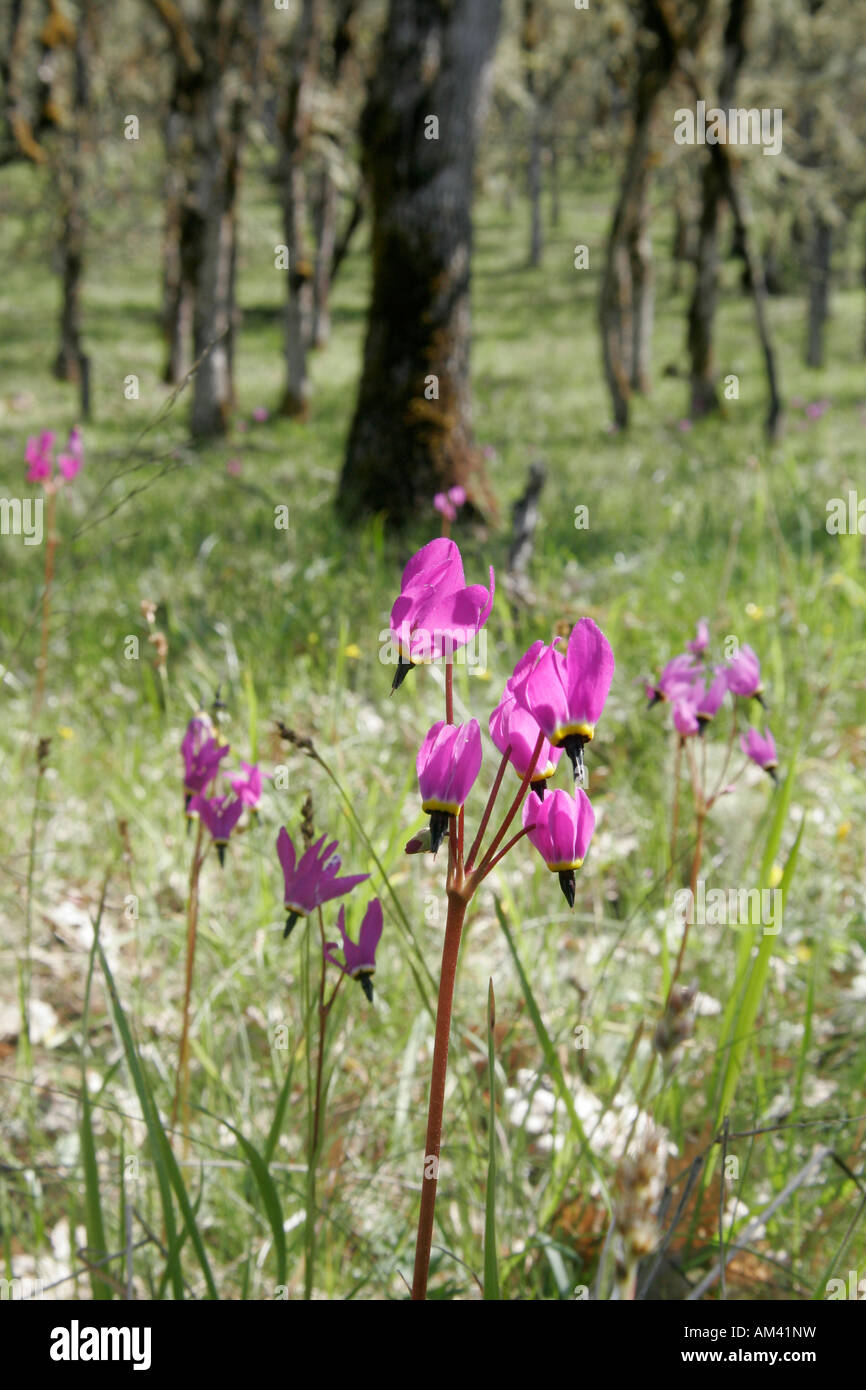 Shooting Star plant with oak trees in the background Stock Photo - Alamy
