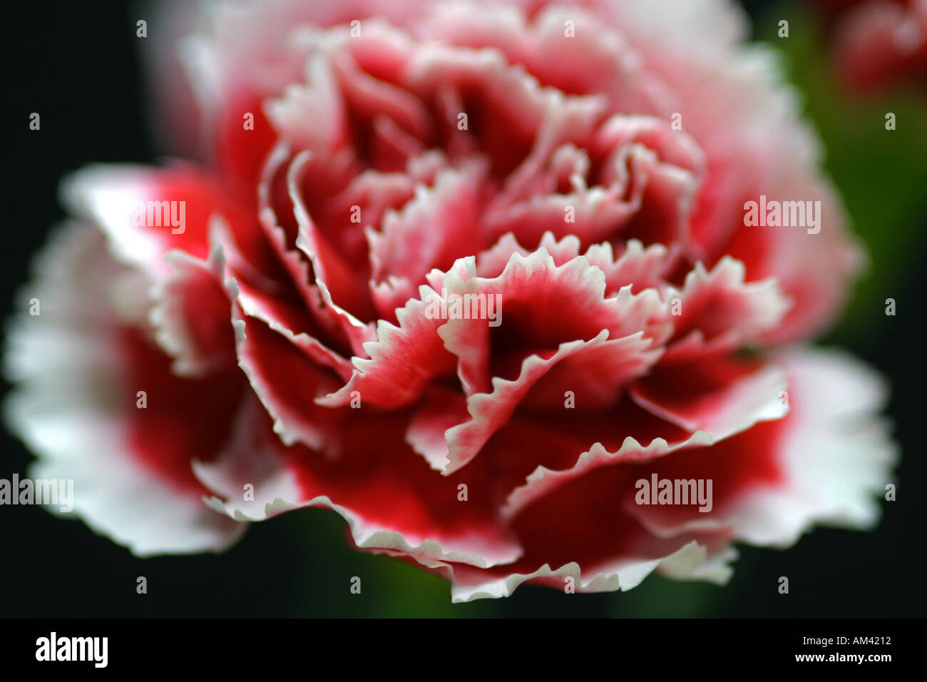 Pink and white carnation flower close up against a black backdrop Stock ...