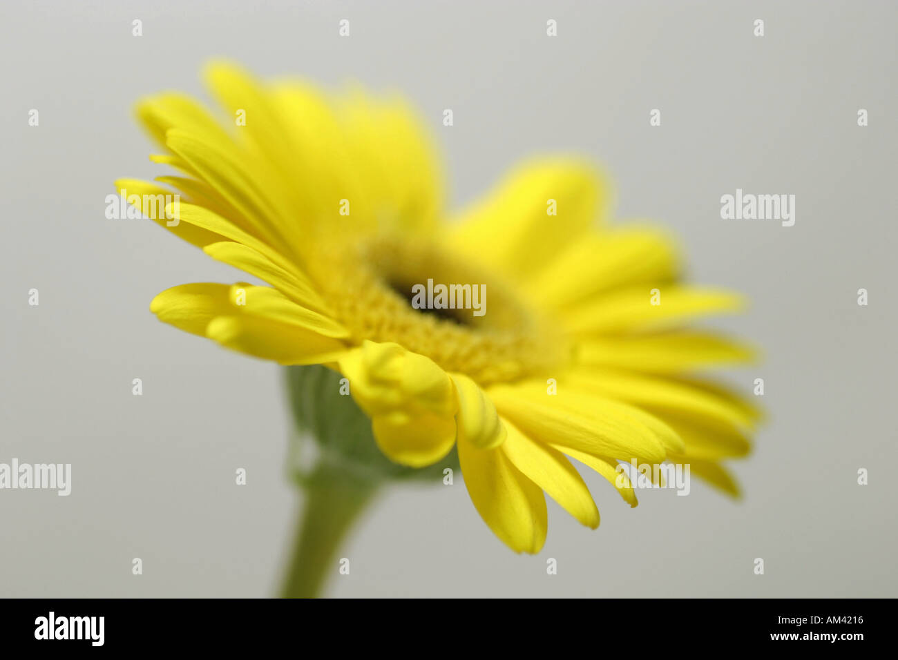 Closeup of large vibrant citrus yellow gerbera against a plain white ...