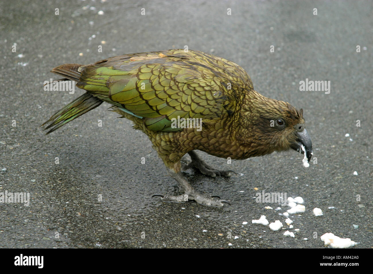 Kea native new zealand hi-res stock photography and images - Alamy