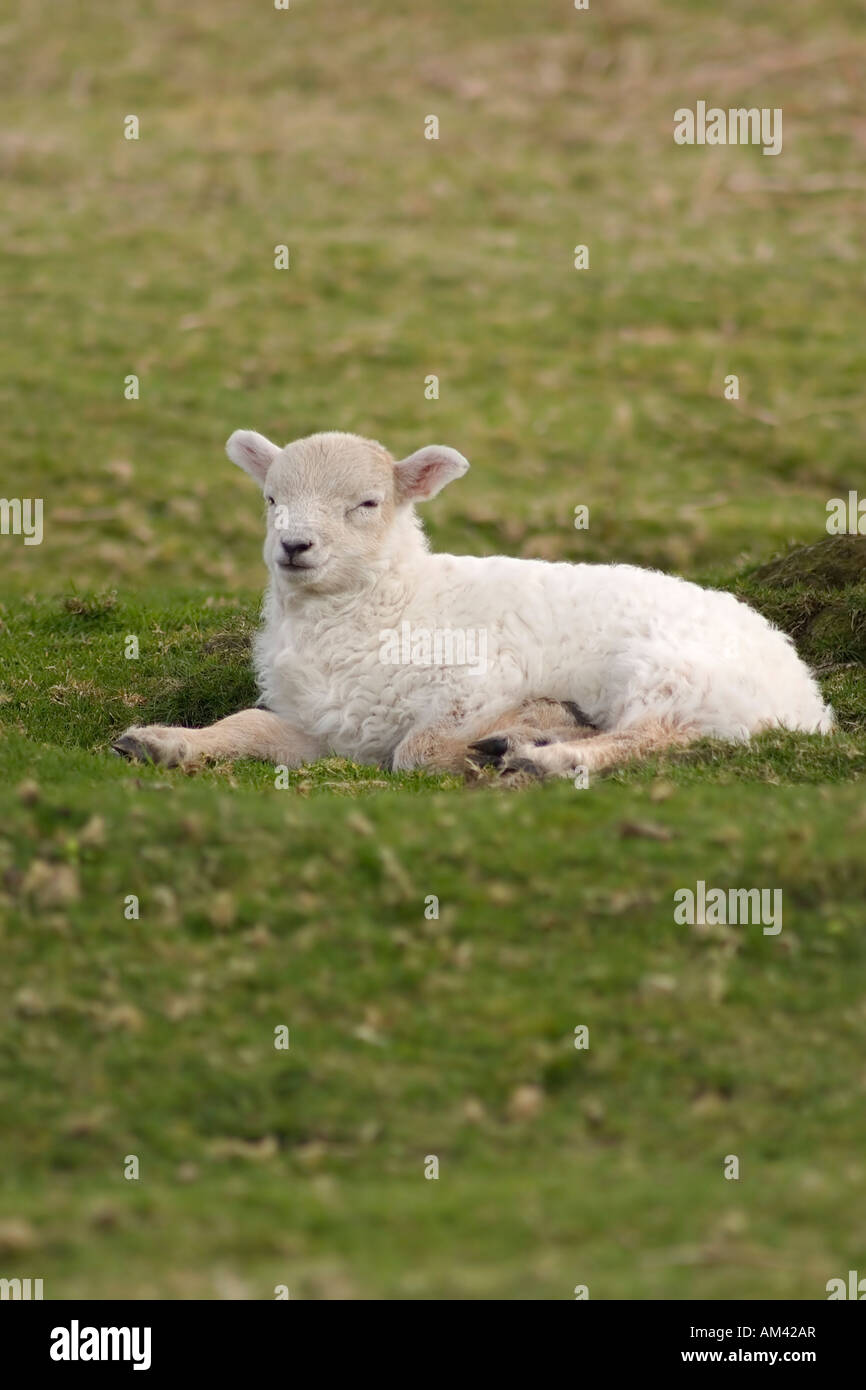 Baby lamb face cute hi-res stock photography and images - Alamy