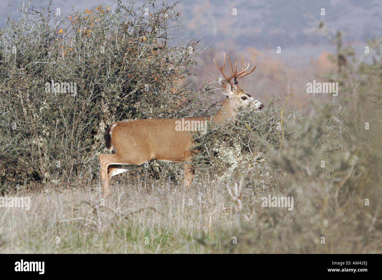 Male black tailed deer hi-res stock photography and images - Alamy