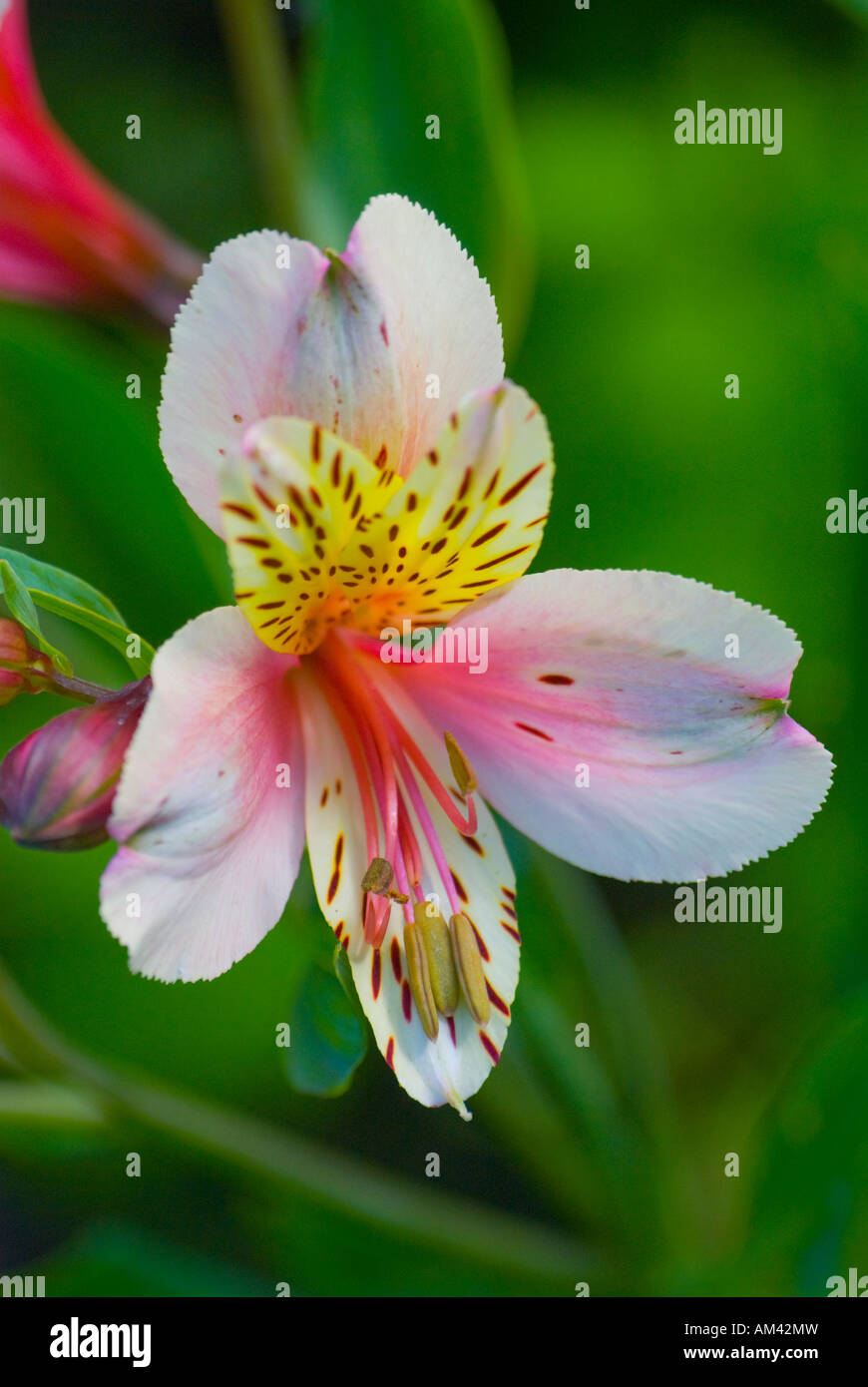 Alstroemeria in bloom, also known as Peruvian lily or lily of the ...