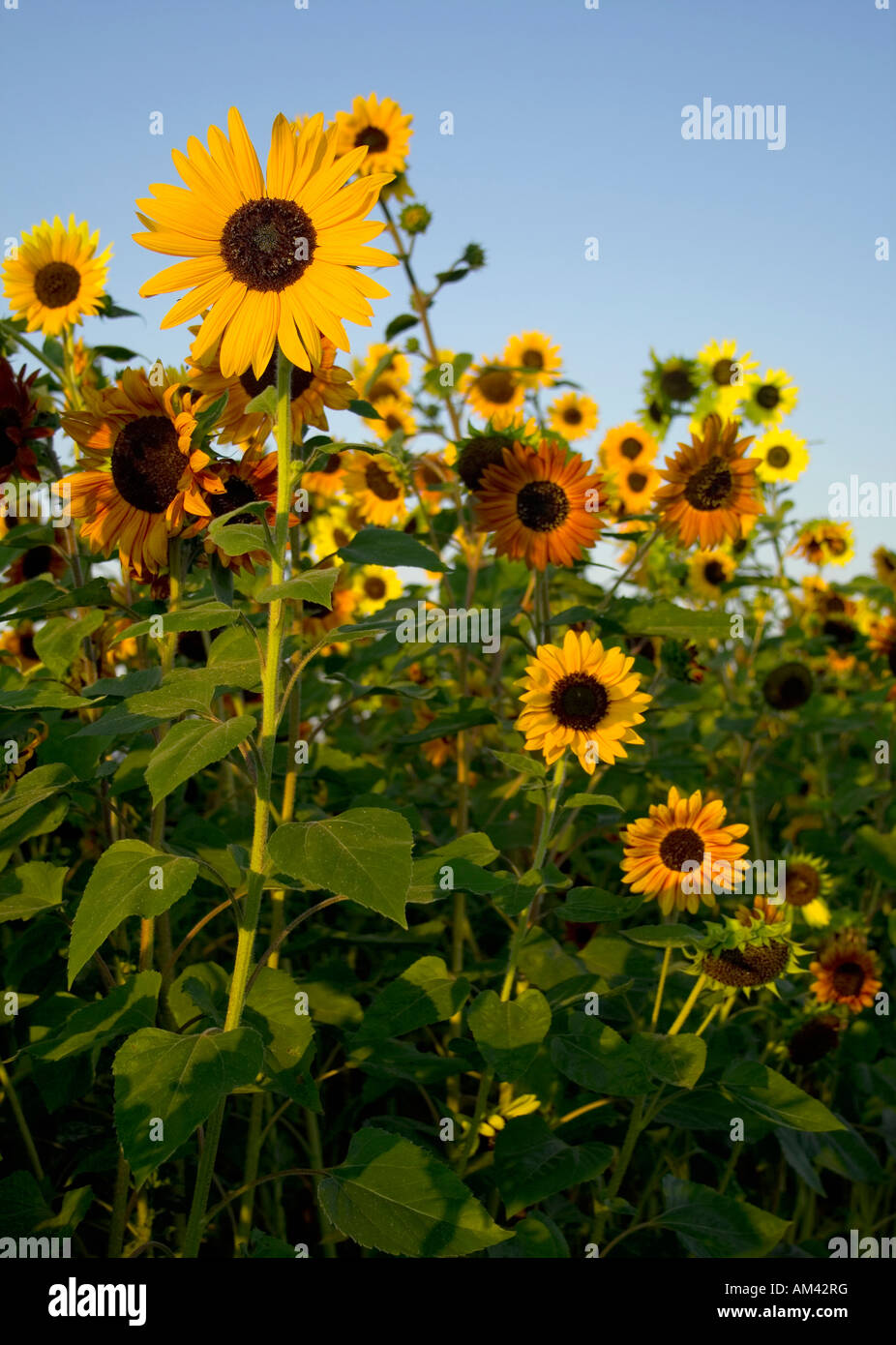 California Sun Flowers Stock Photo - Alamy