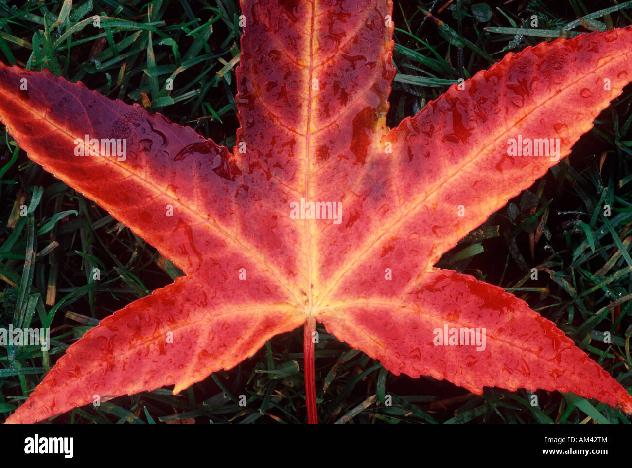 Fallen leaf from Sweet Gum tree in autumn Stock Photo - Alamy