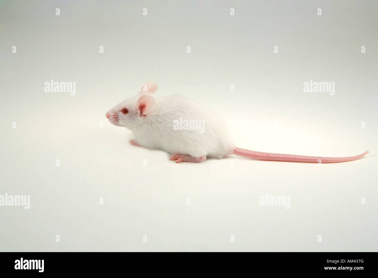 White mouse on isolated background Stock Photo - Alamy