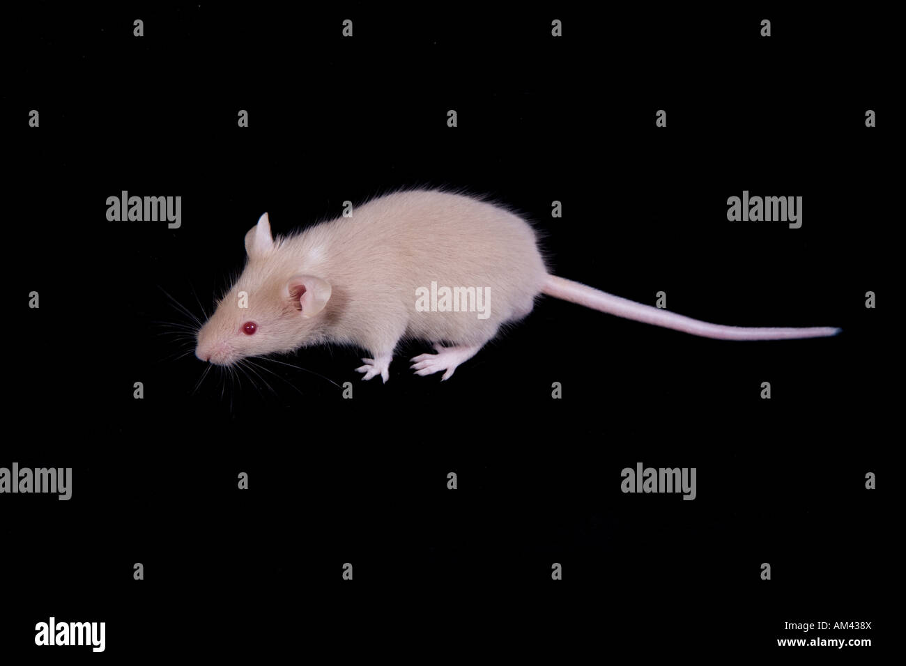 Tan mouse on black background Stock Photo - Alamy