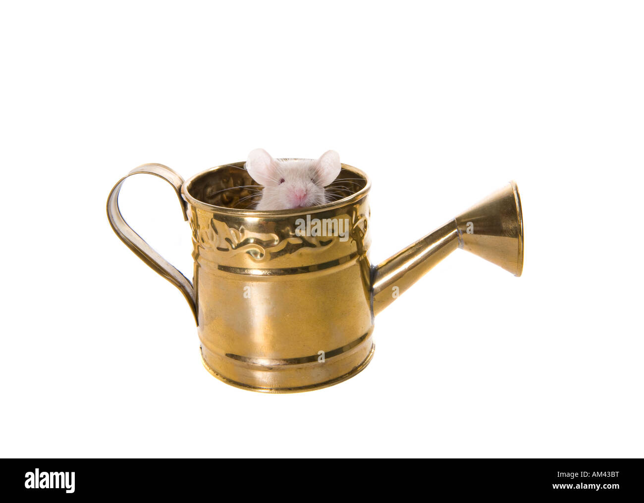 Tan mouse inside brass watering can isolated on white Stock Photo - Alamy