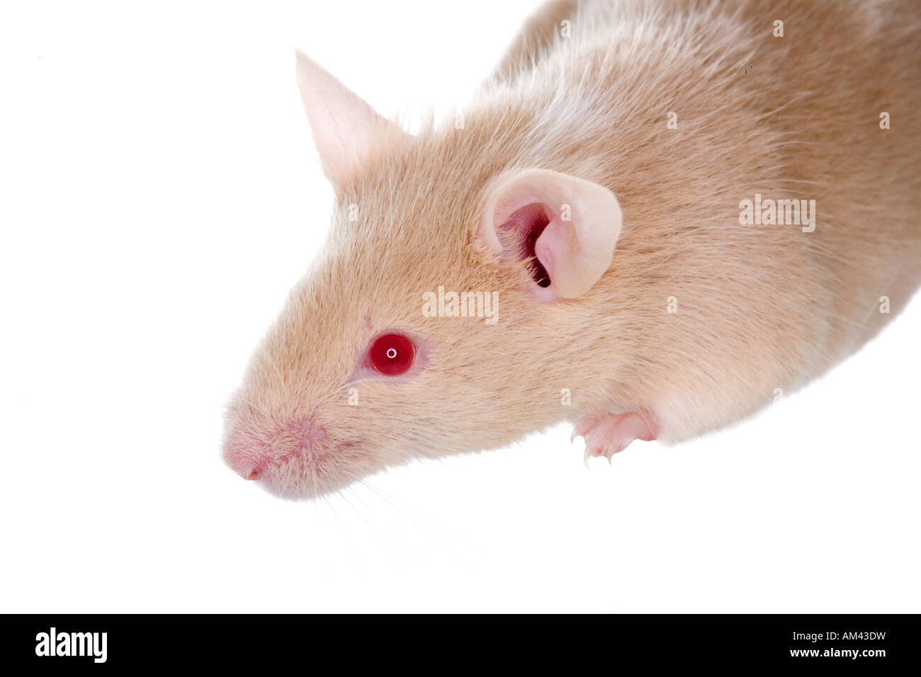 Tan mouse with pink eyes closeup head shot isolated on white Stock ...