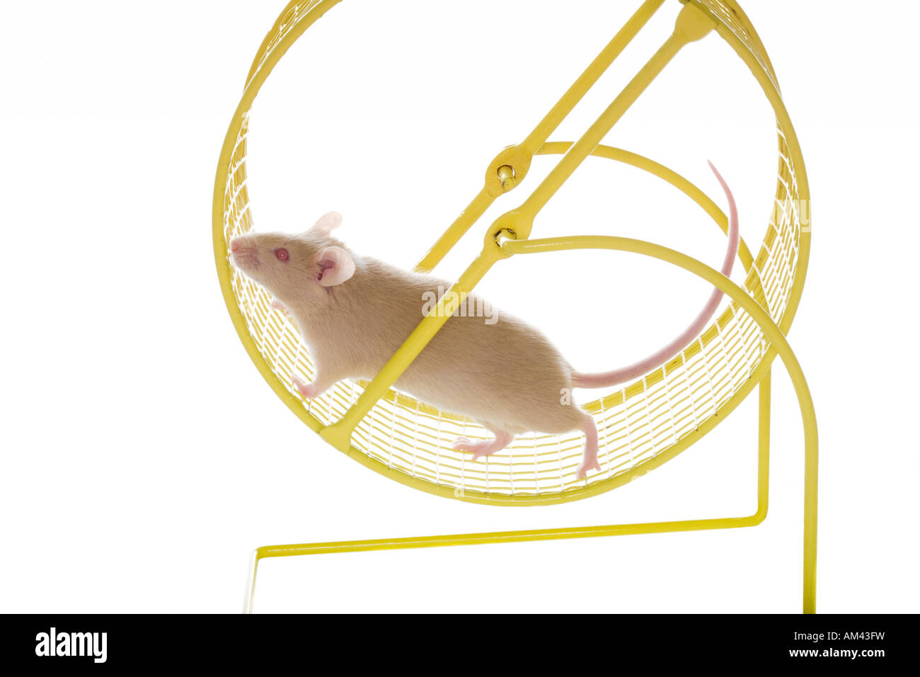 Tan mouse with pink eyes running on yellow exercise wheel on white ...