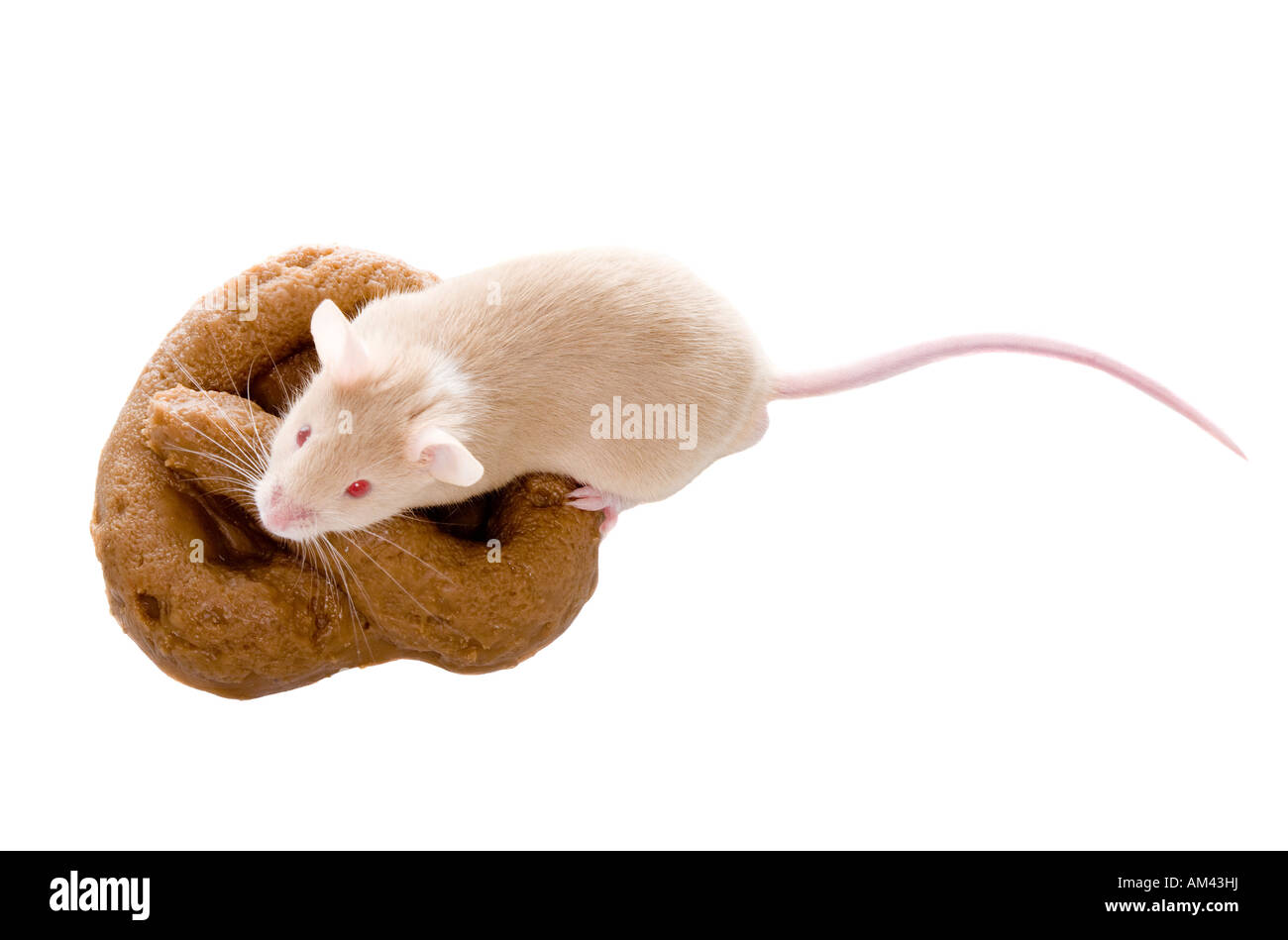 Tan mouse with pink eyes on pile of poo isolated on white background ...
