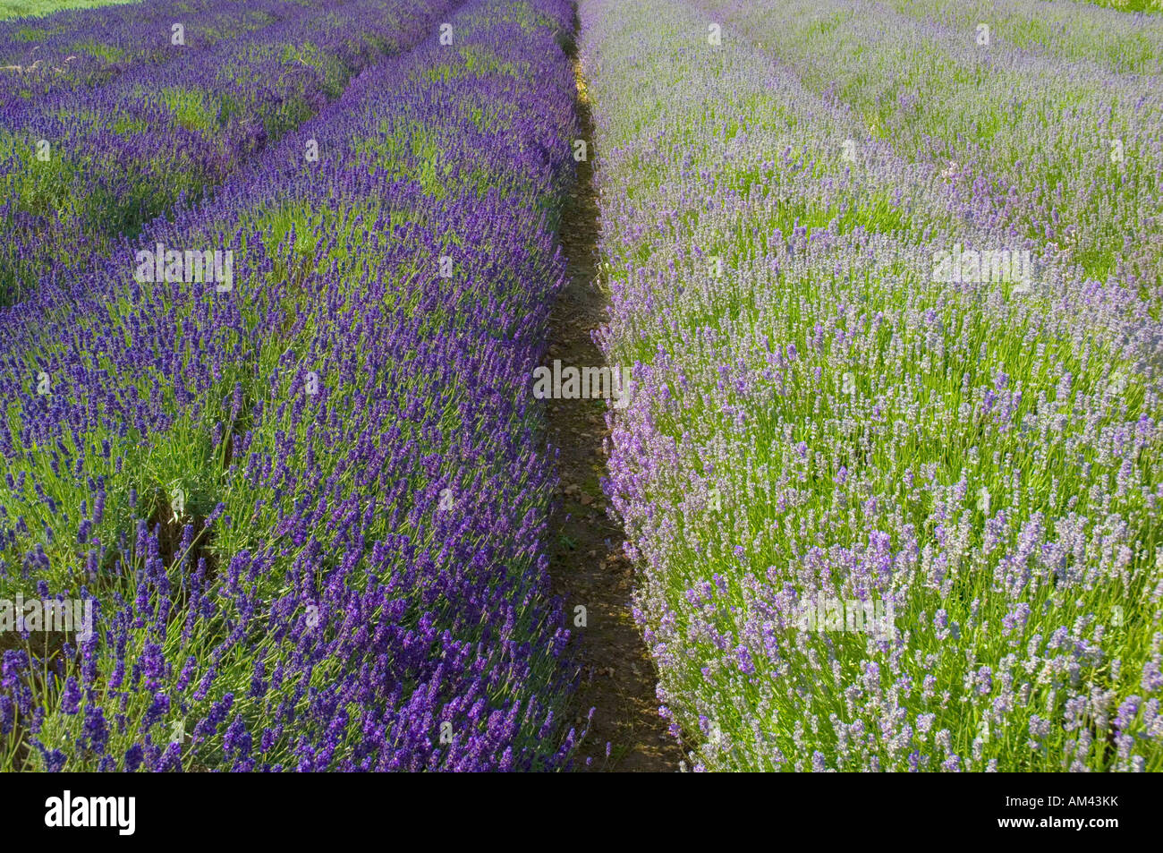 Rows of lavender plants at snowshill lavender farm cotswolds england uk ...
