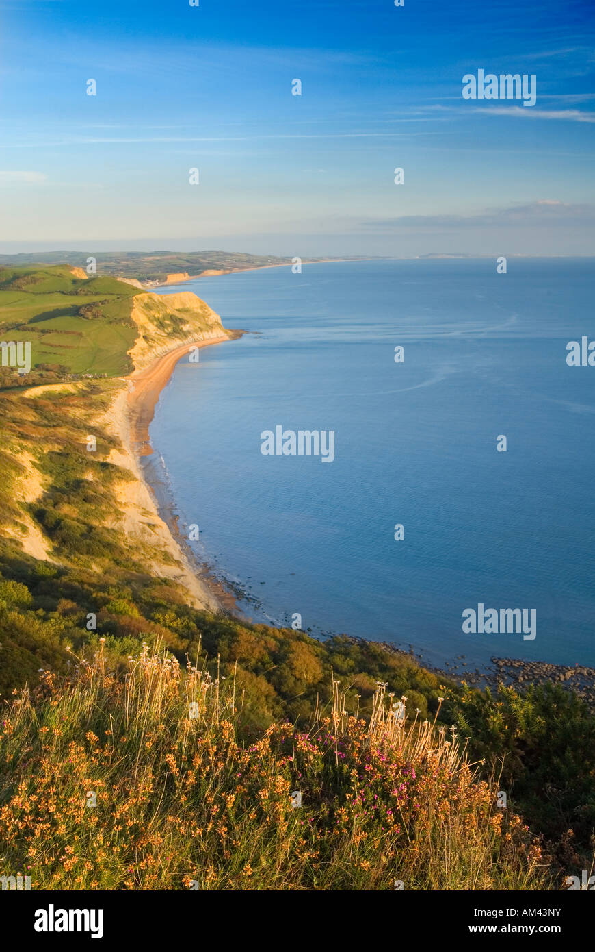 From golden cap hi-res stock photography and images - Alamy